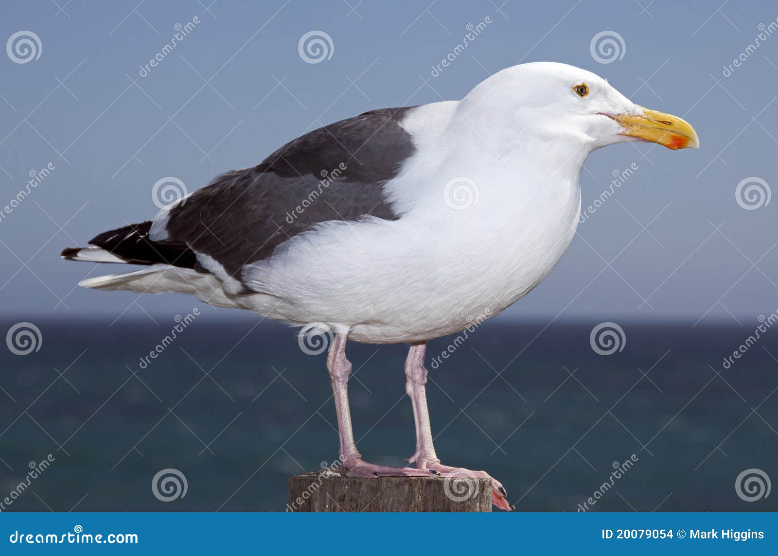 Seagull stock photo. Image of california, bird, standing - 20079054