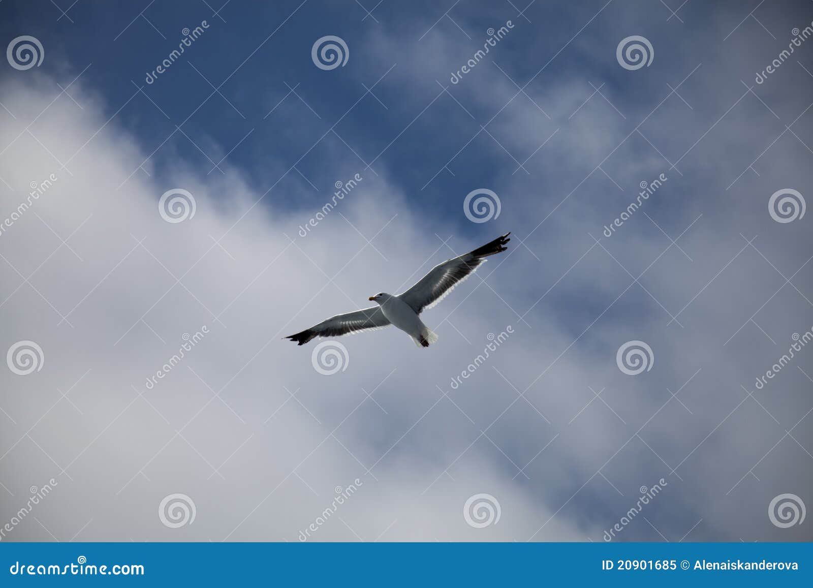 Seagull stock image. Image of blue, seagull, flying, wings - 20901685