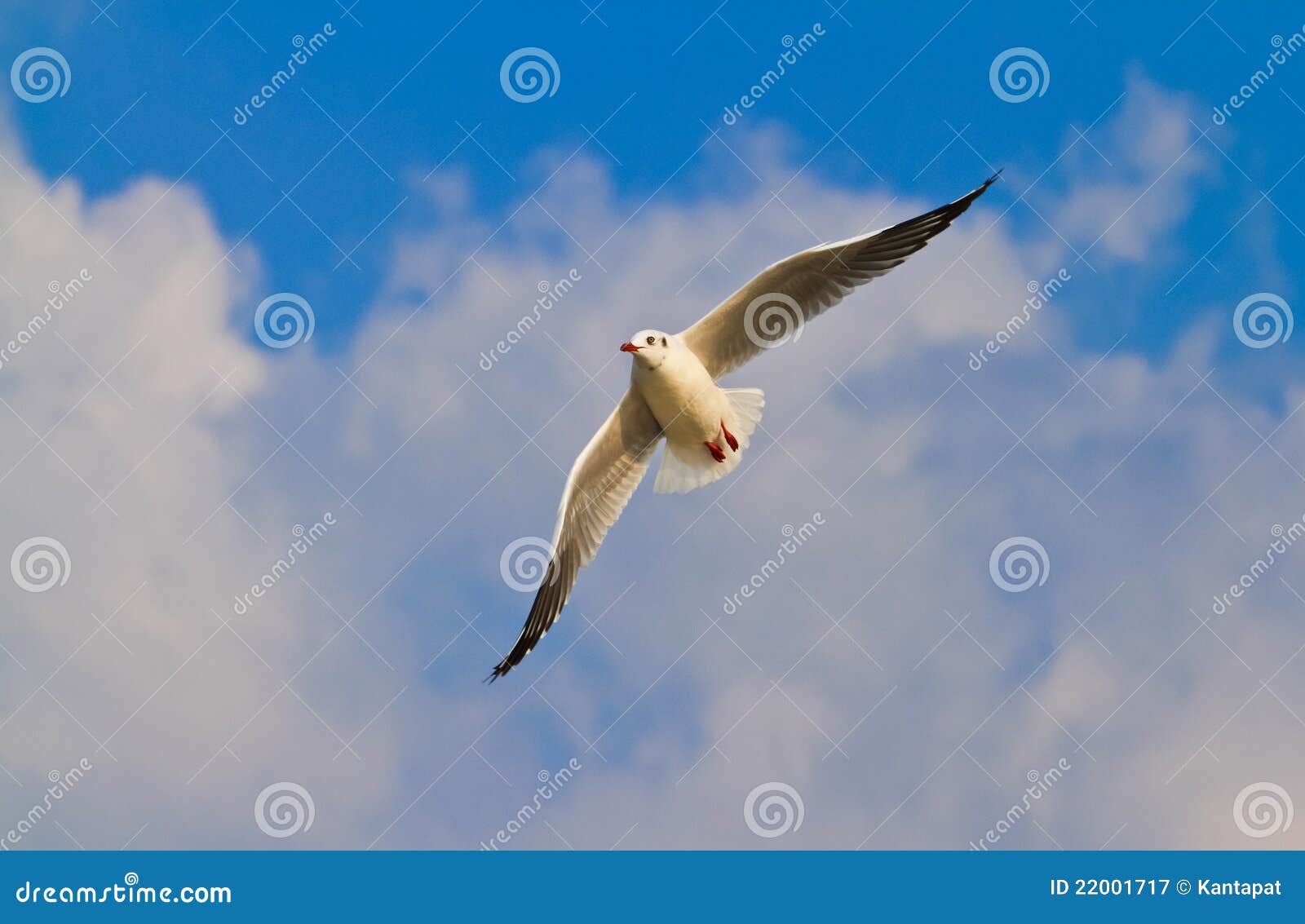 Seagull stock image. Image of flight, wind, spring, ocean - 22001717