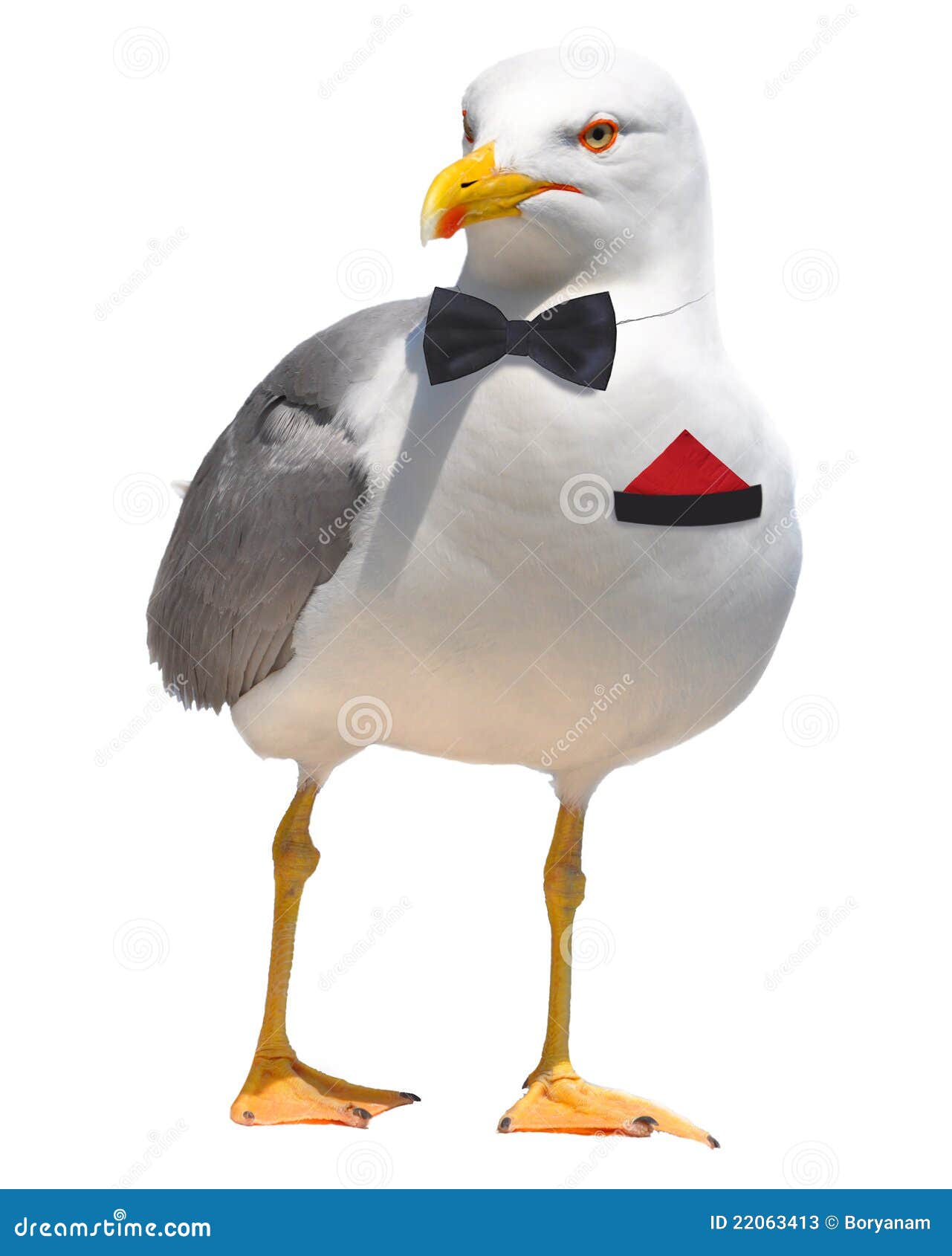 Seagull stock image. Image of costume, suit, tuxedo, wild - 22063413