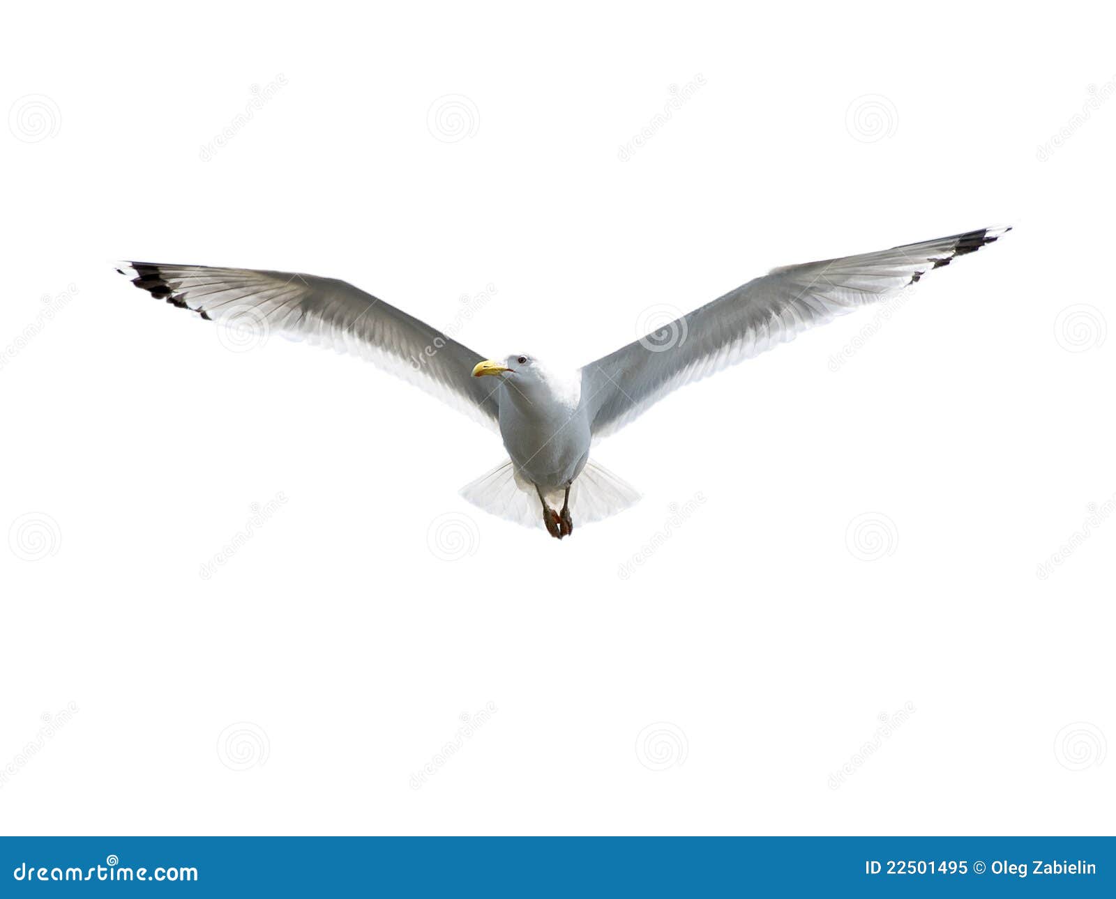 1,733 Seagull Spreading Wing Stock Photos - Free & Royalty-Free Stock ...