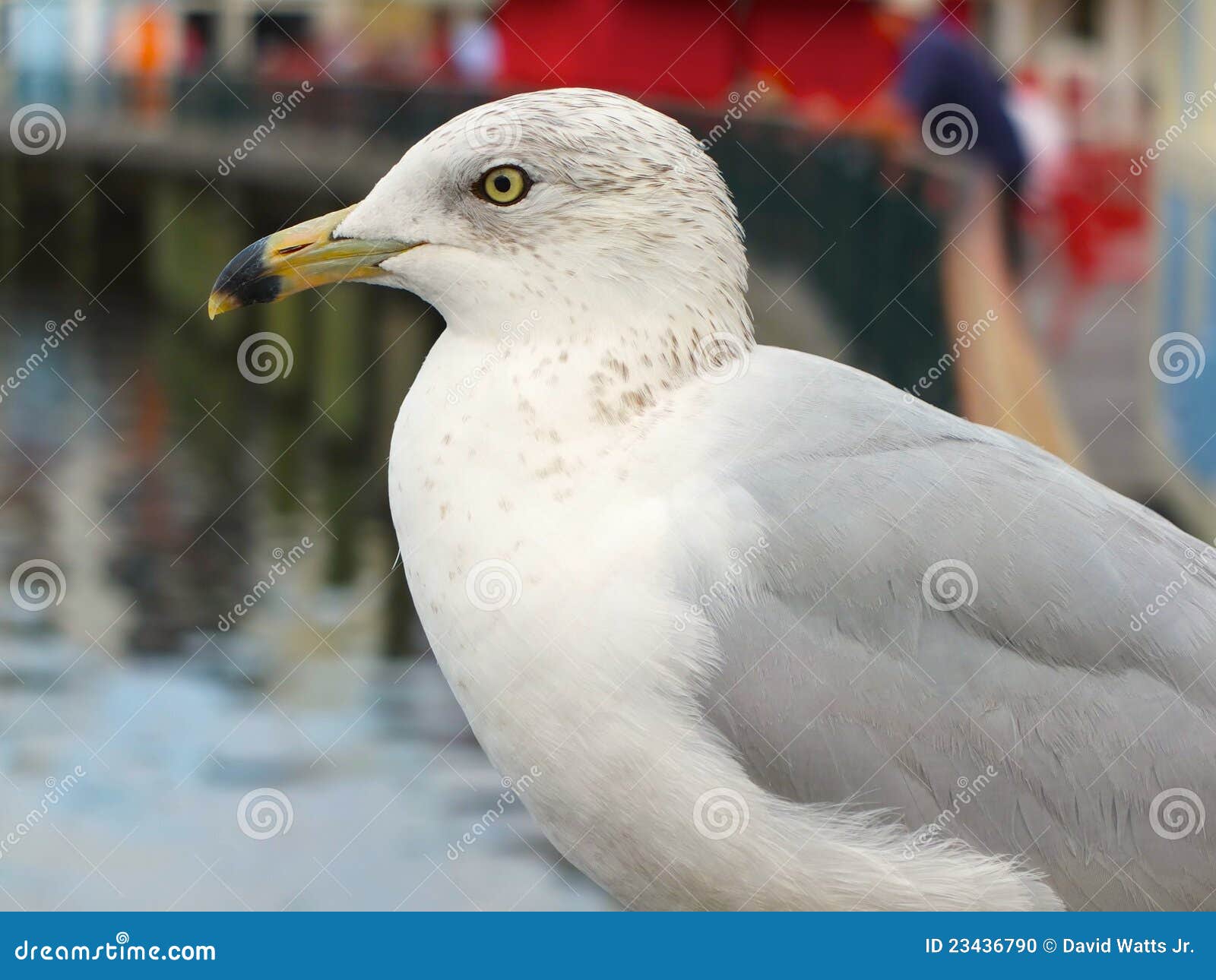 Seagull stock photo. Image of florida, bird, feather - 23436790