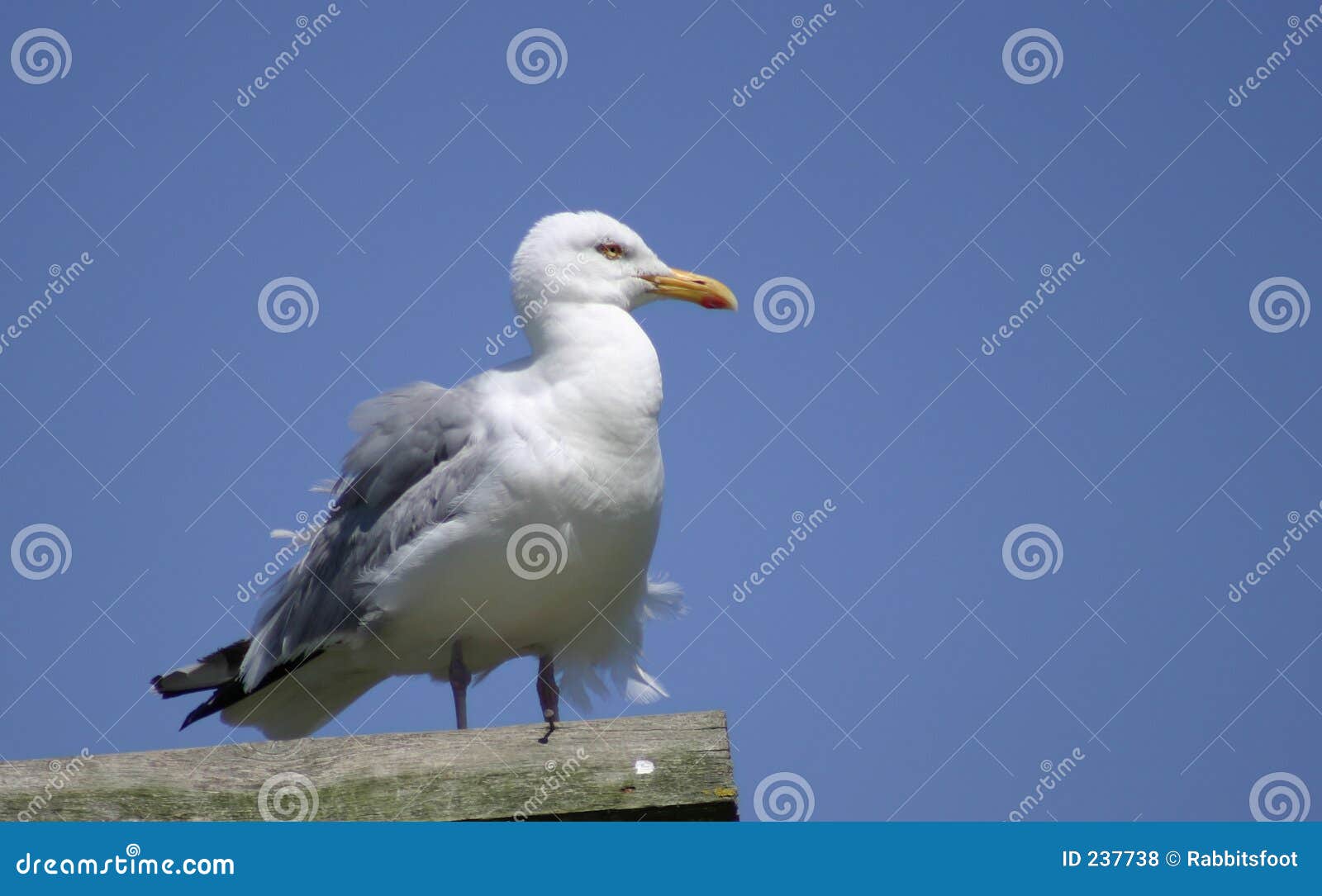 Seagull stock photo. Image of blue, ruffled, gull, perch - 237738