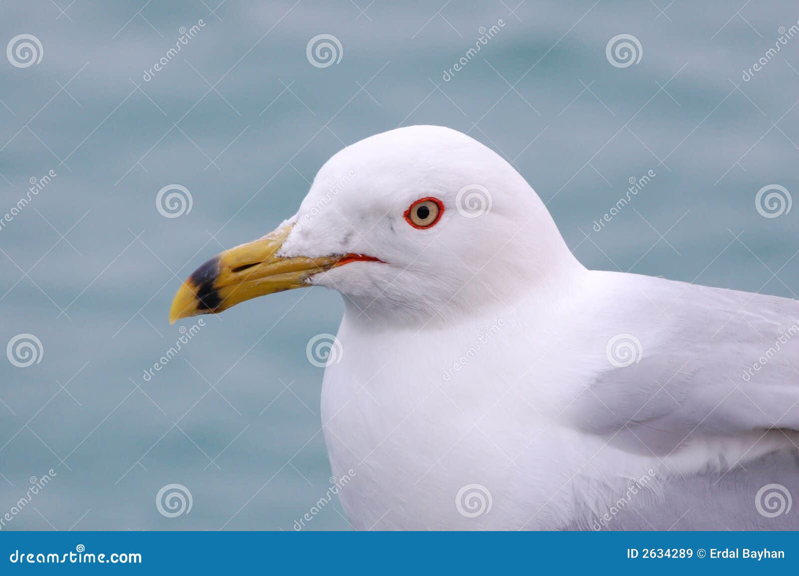 Seagull Pose Wings Spread Stock Photo | CartoonDealer.com #149930694