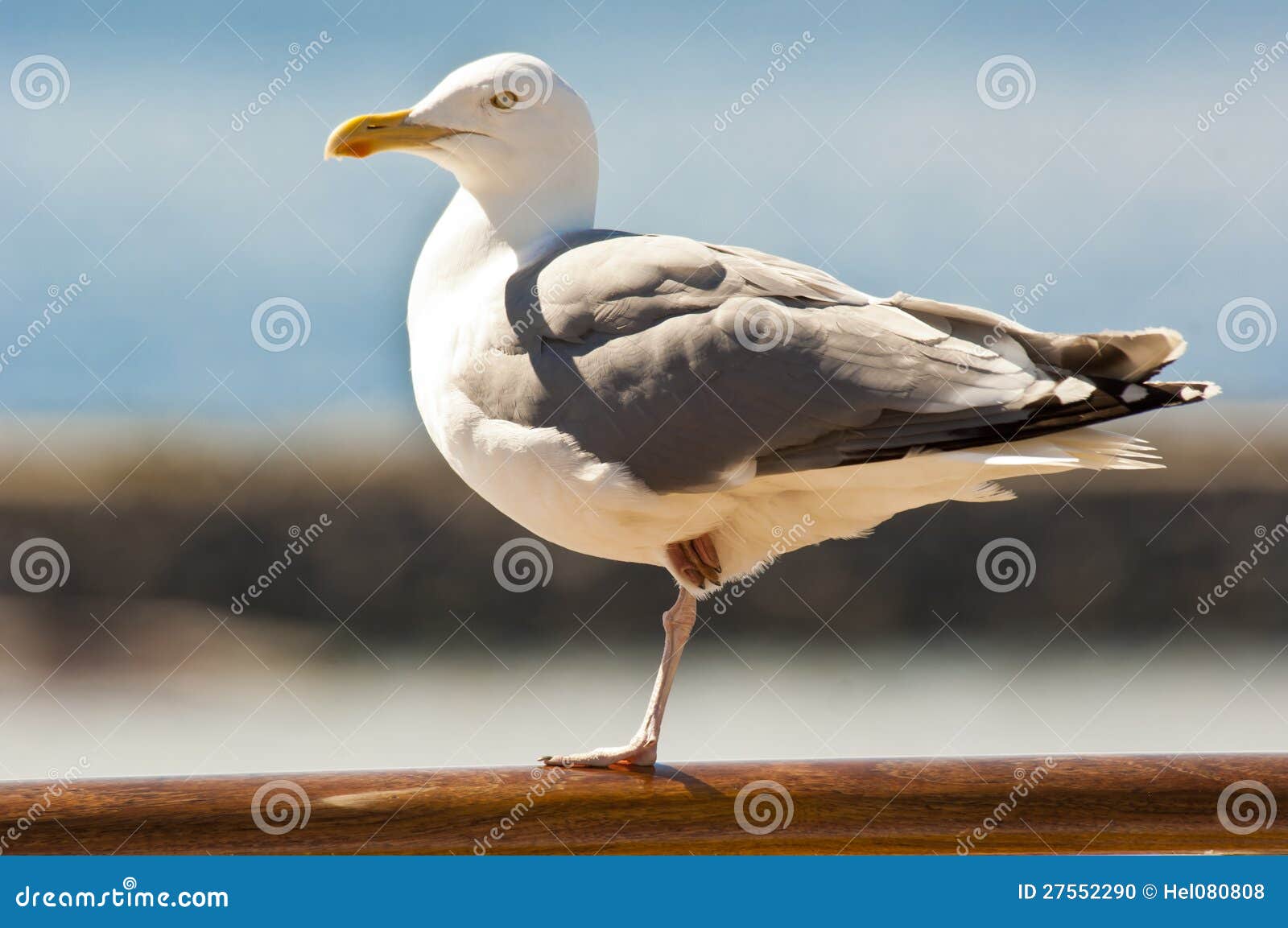 Seagull Standing On A Mooring Bollard At Quayside Royalty-Free Stock ...