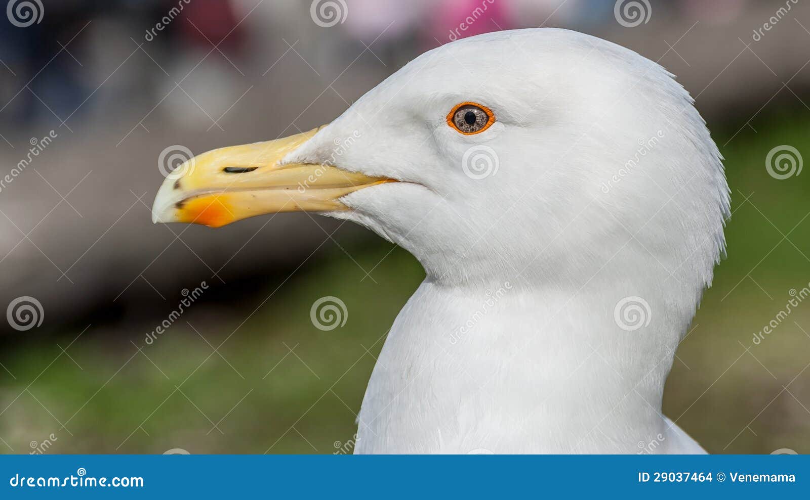 Seagull stock photo. Image of feather, mouth, profile - 29037464