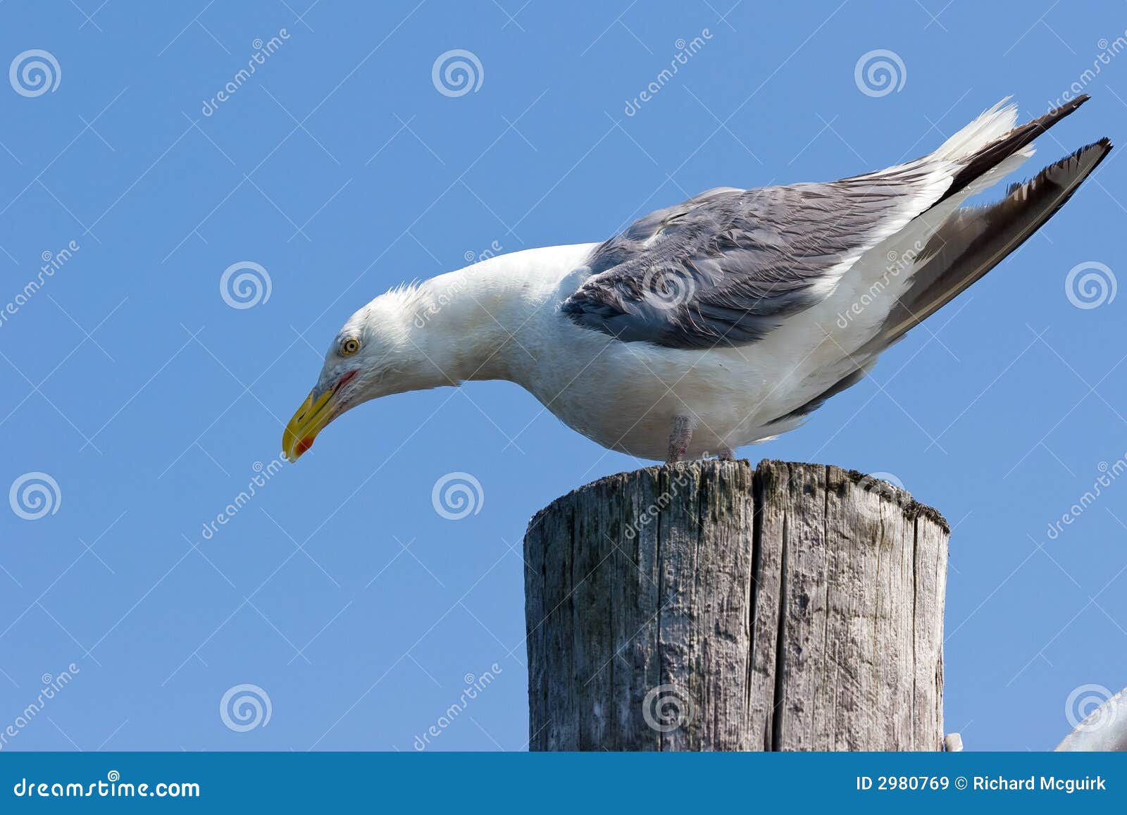Seagull stock image. Image of perch, grey, vivid, animal - 2980769