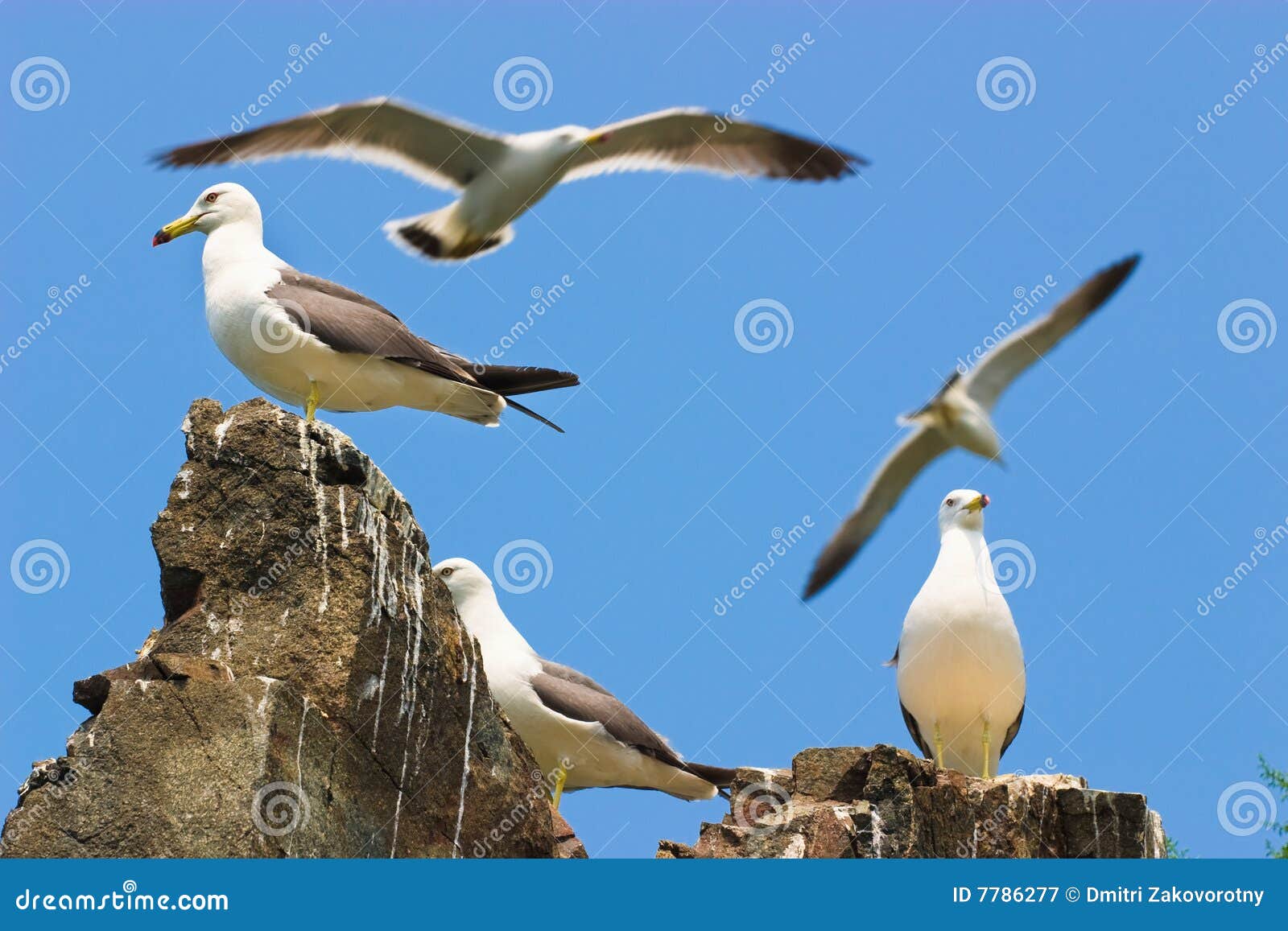 Seagull 3 stock image. Image of nautical, skies, coastlines - 7786277
