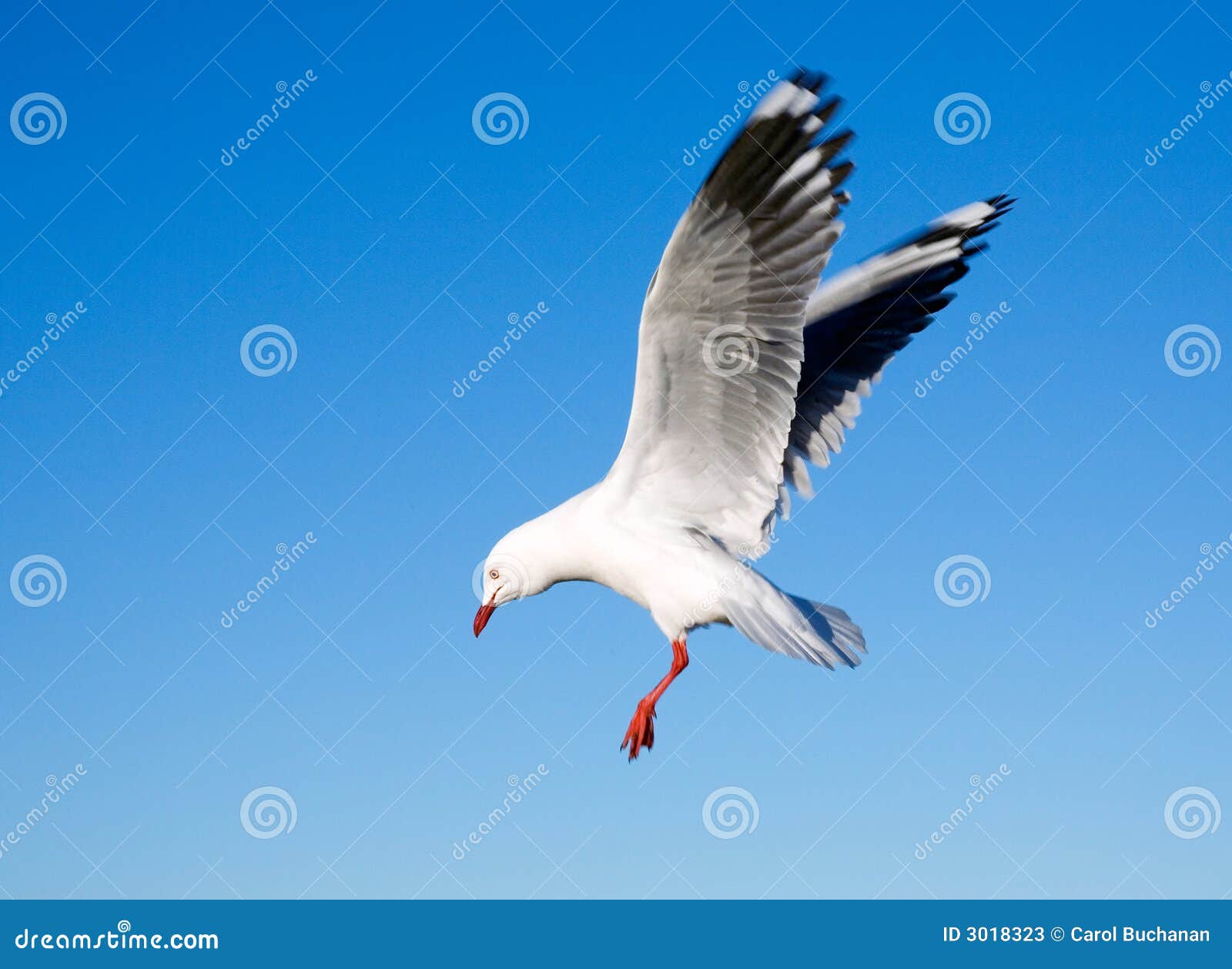 524 Australian Seagull Bird Stock Photos - Free & Royalty-Free Stock ...
