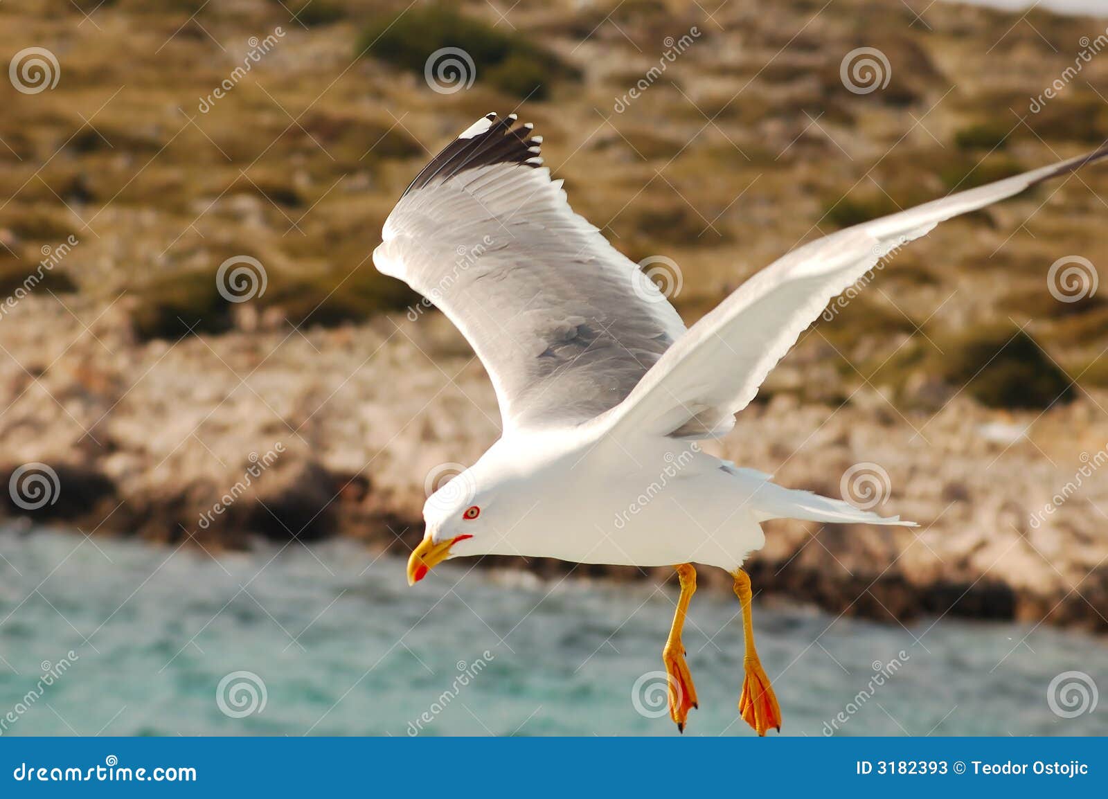 Seagull stock image. Image of fish, flight, gull, footed - 3182393