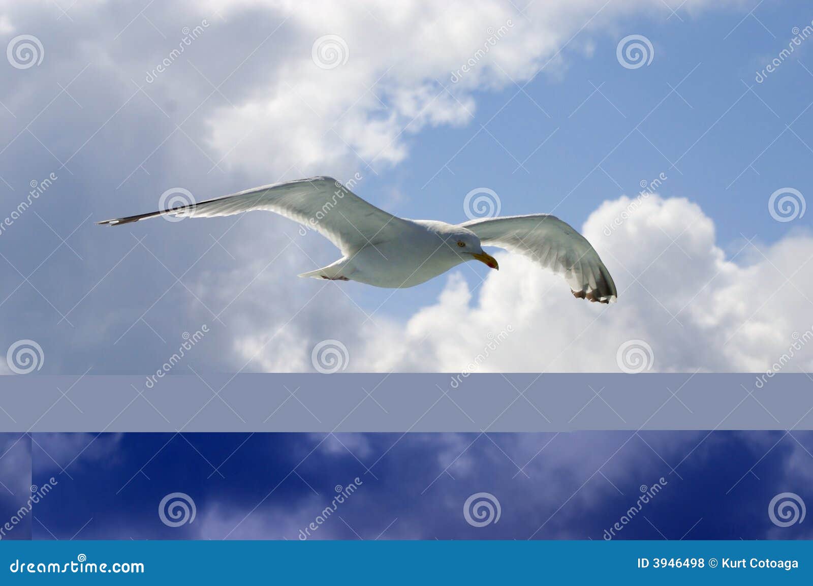 Seagull stock photo. Image of freedon, looing, distance - 3946498