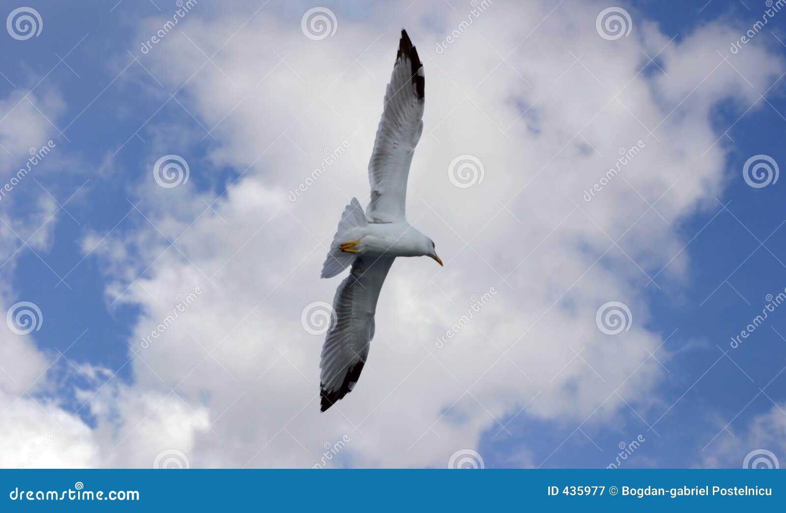 Seagull stock image. Image of high, blue, height, white - 435977