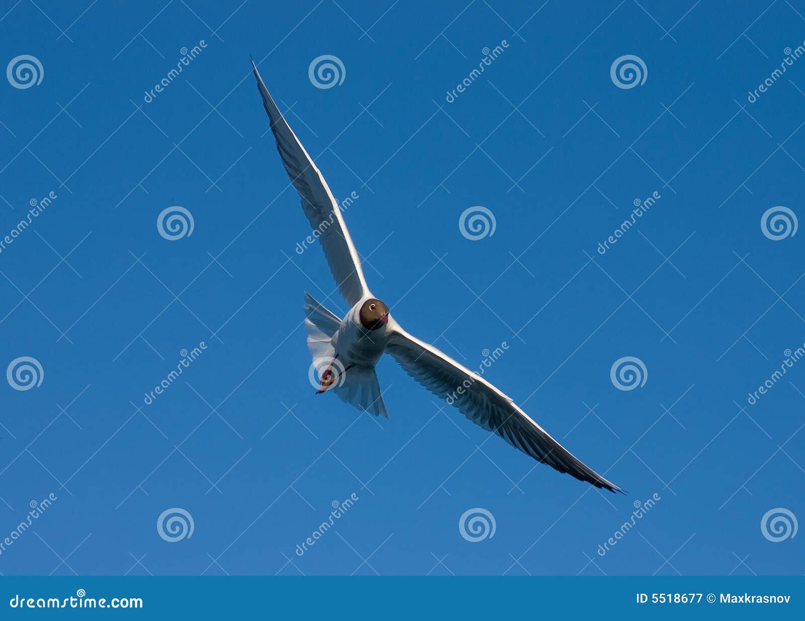 Seagull stock image. Image of blue, seagull, bird, flight - 5518677