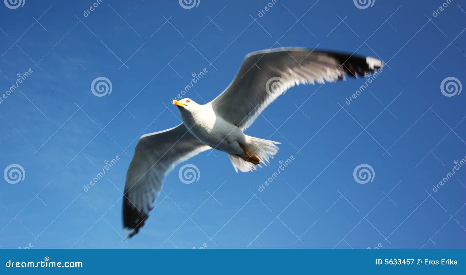 Seagull stock image. Image of high, wildlife, majestic - 5633457