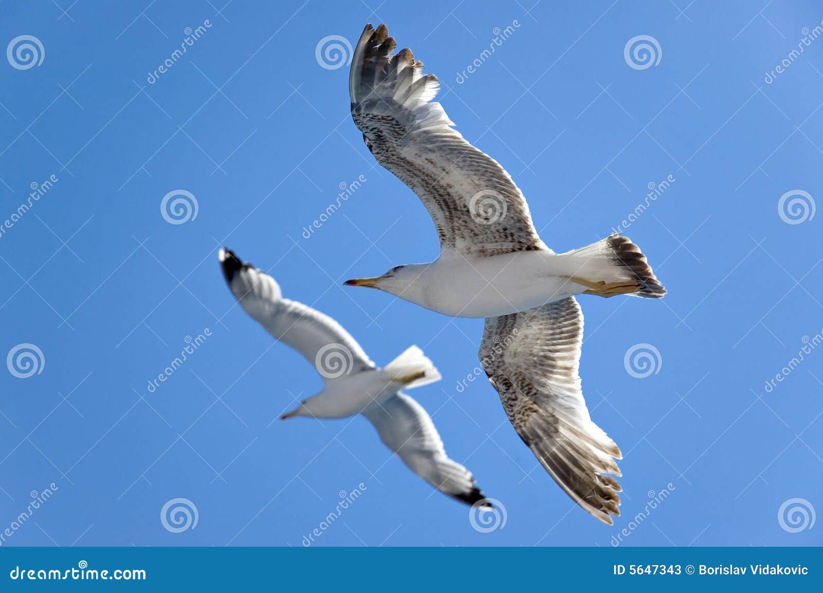 Seagull stock image. Image of bird, wingspan, flying, sunny - 5647343