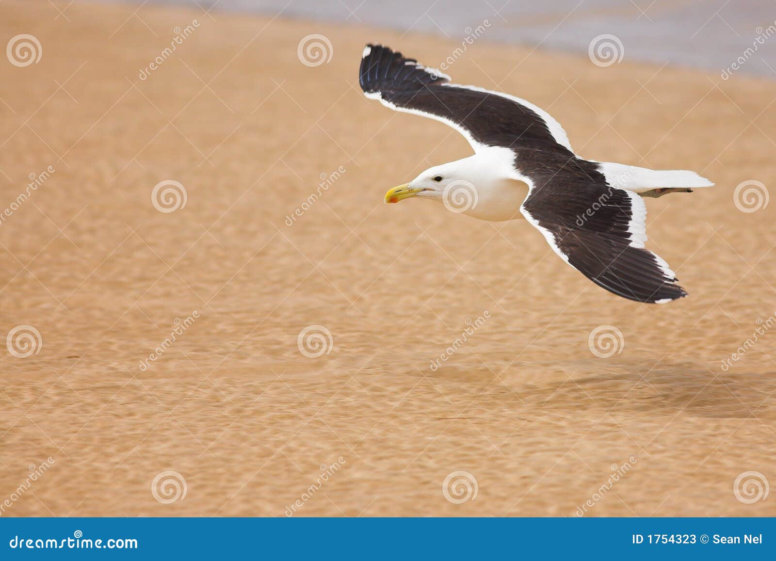 161 Seagull Claws Stock Photos - Free & Royalty-Free Stock Photos from ...