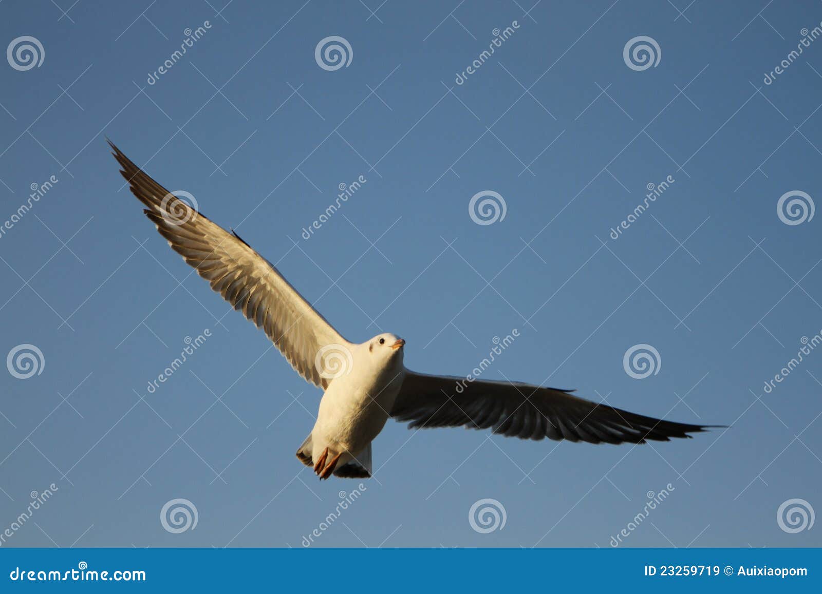 Seagull (6) stock image. Image of freedom, samutphakhan - 23259719