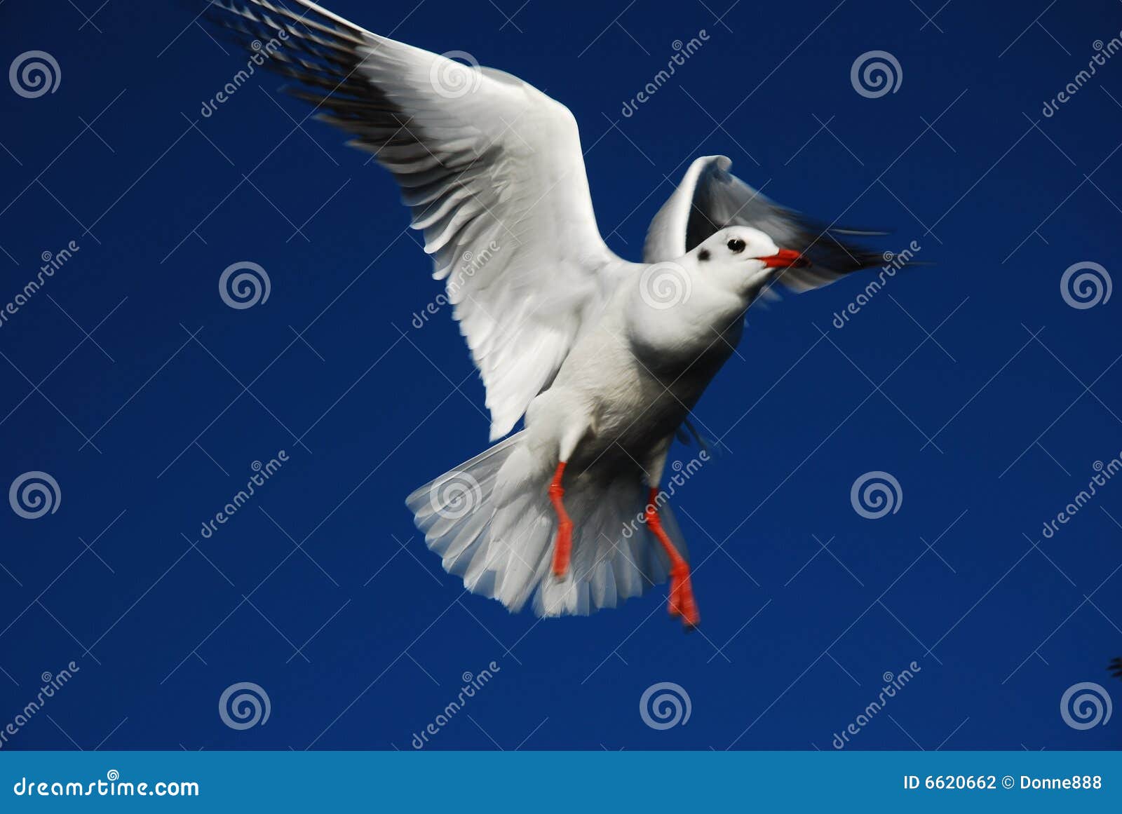 Seagull stock photo. Image of gull, china, asia, bird - 6620662