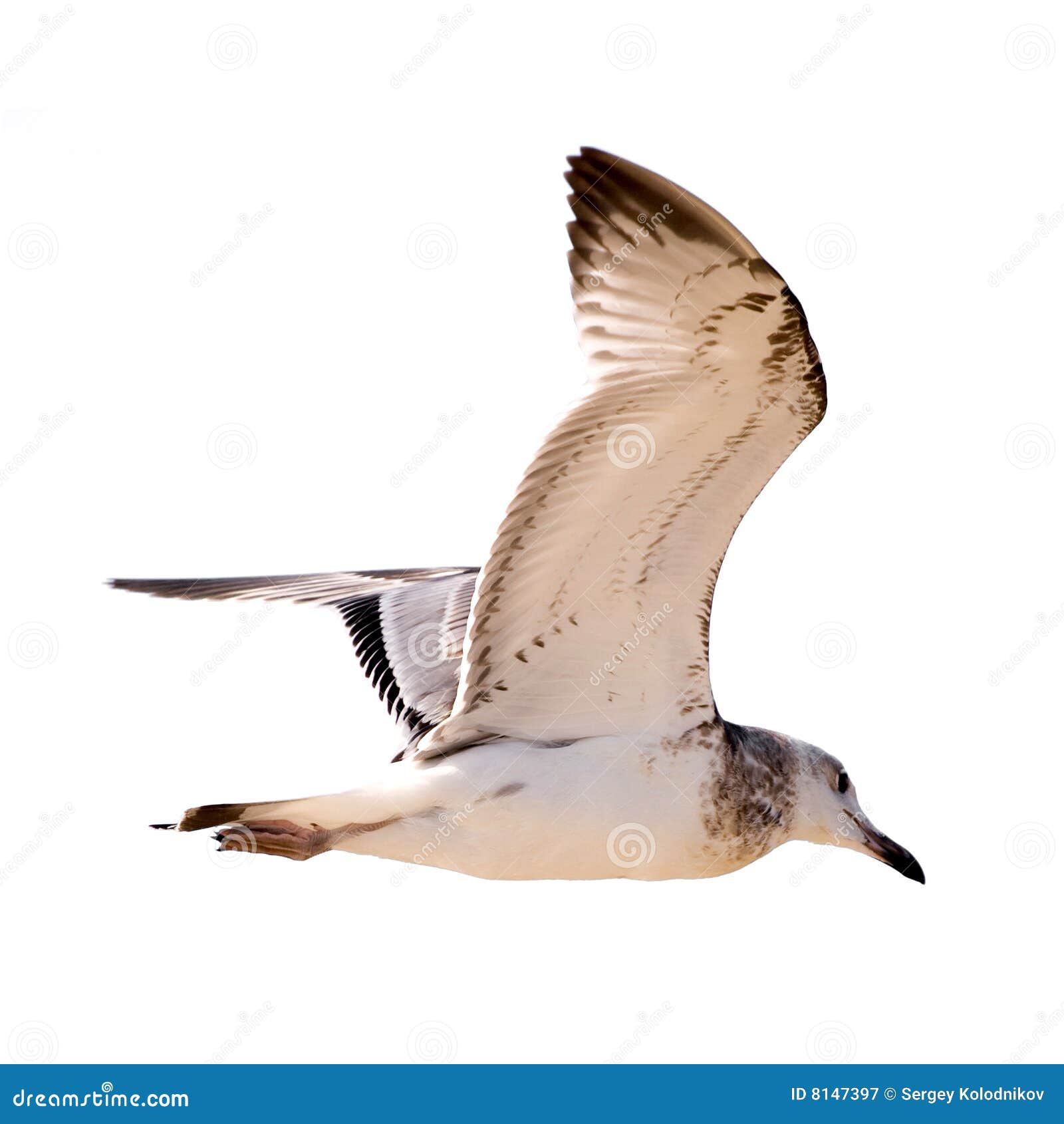 Seagull stock image. Image of animals, seagull, curiosity - 8147397