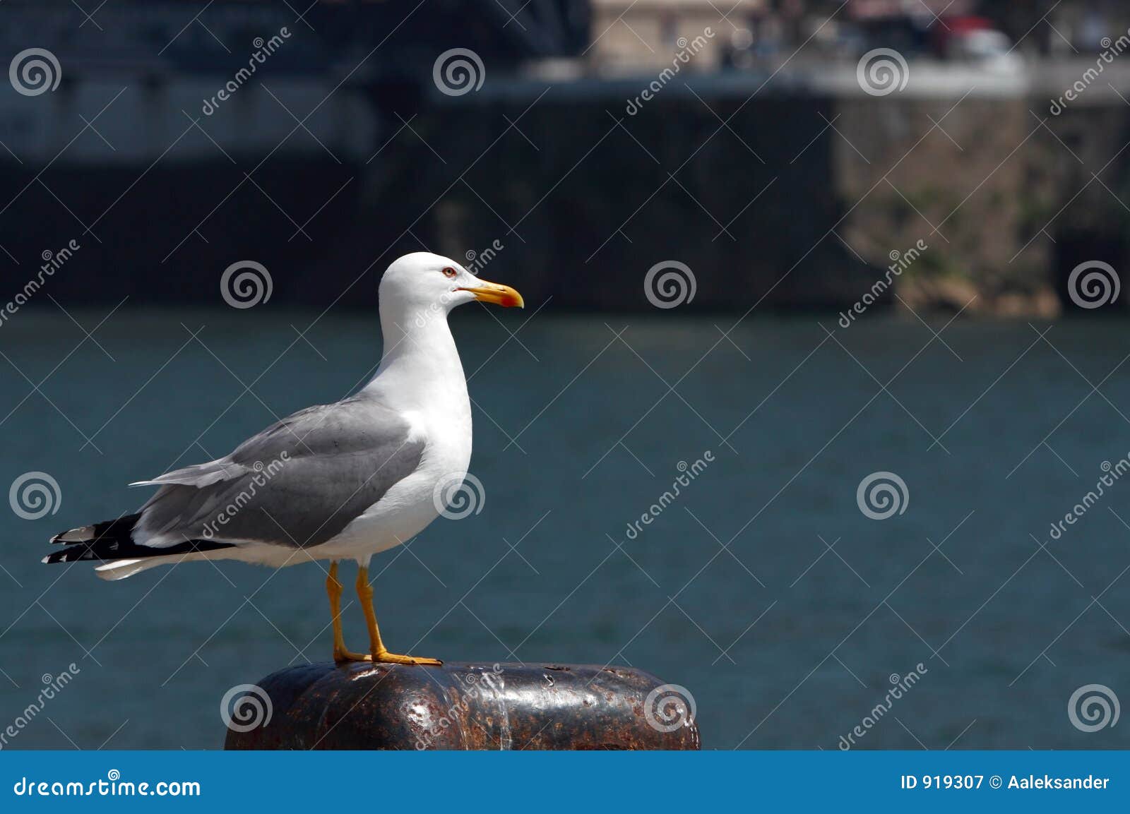 Seagull stock image. Image of neck, side, nice, creature - 919307
