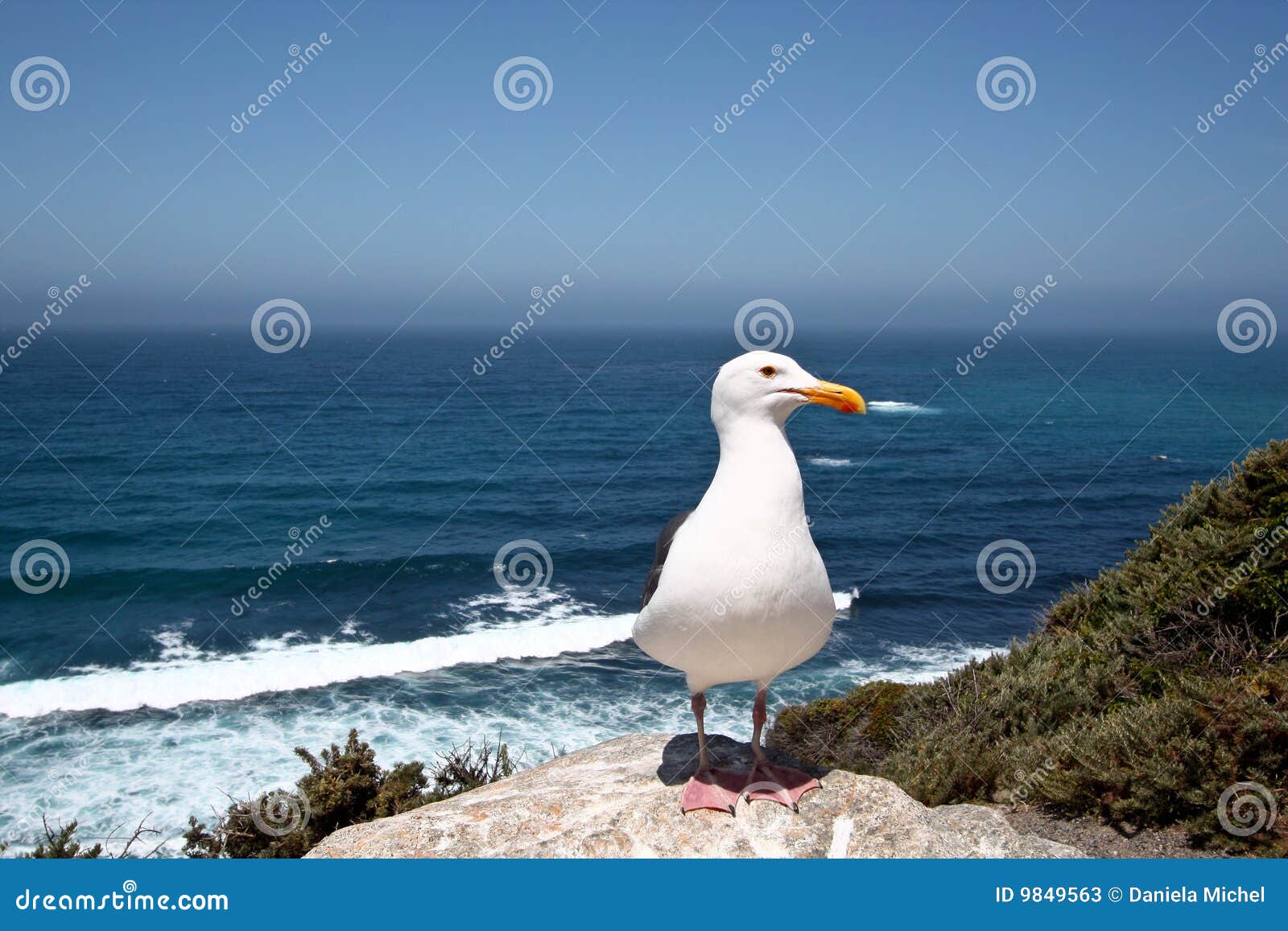 Seagull stock image. Image of surf, united, california - 9849563