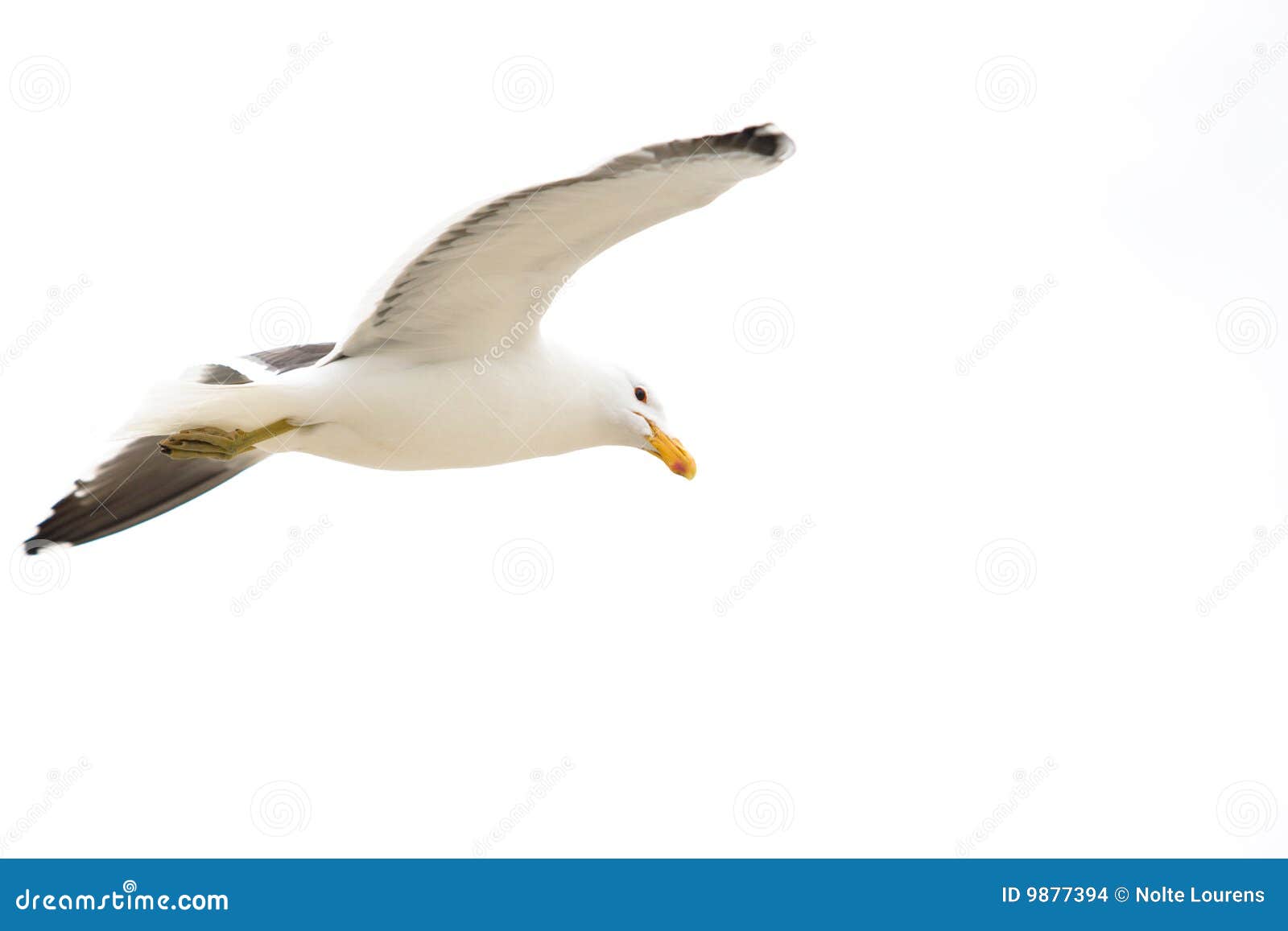 Seagull stock photo. Image of wildlife, animal, hover - 9877394