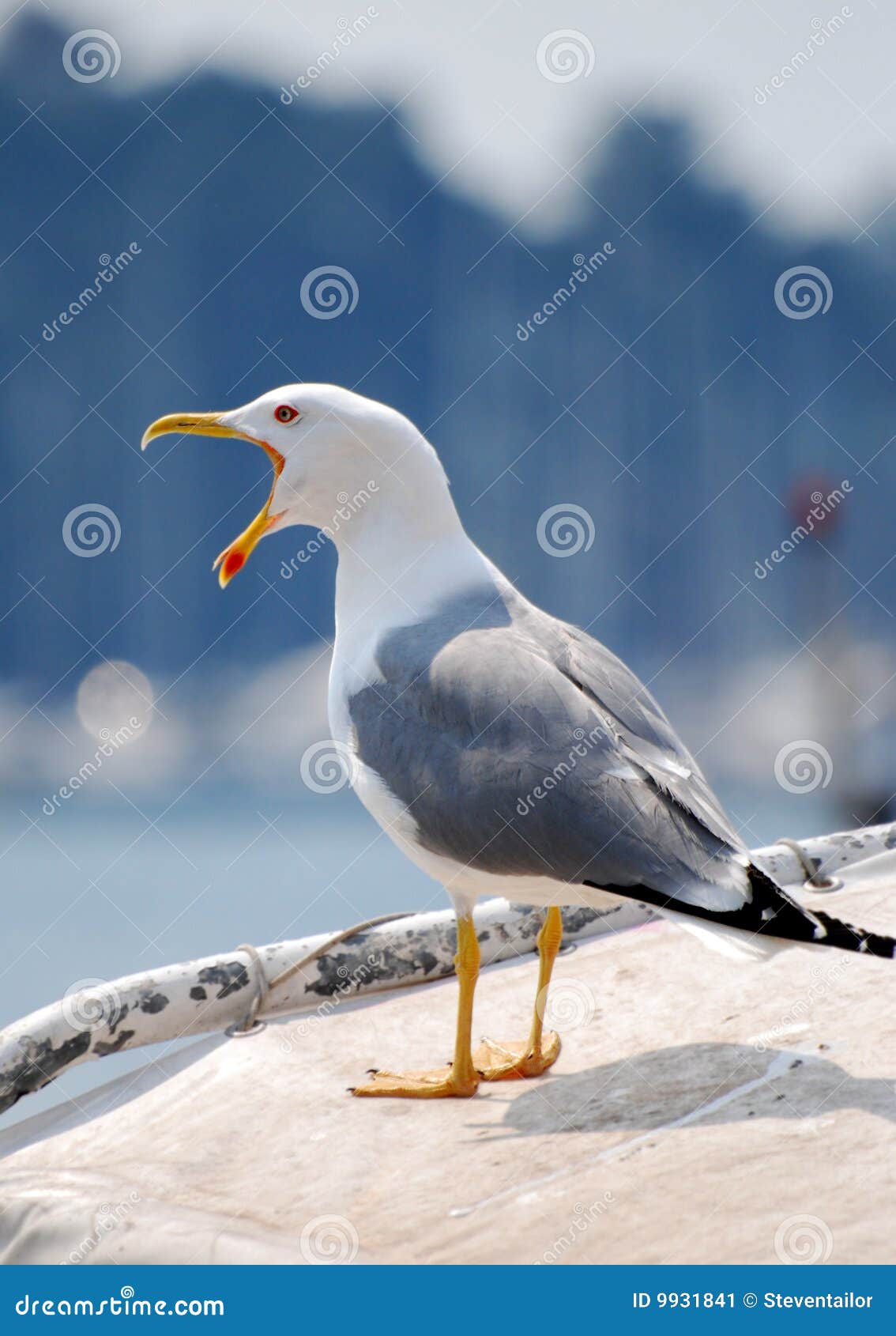 Seagull stock image. Image of horizontal, fowl, gull, close - 9931841