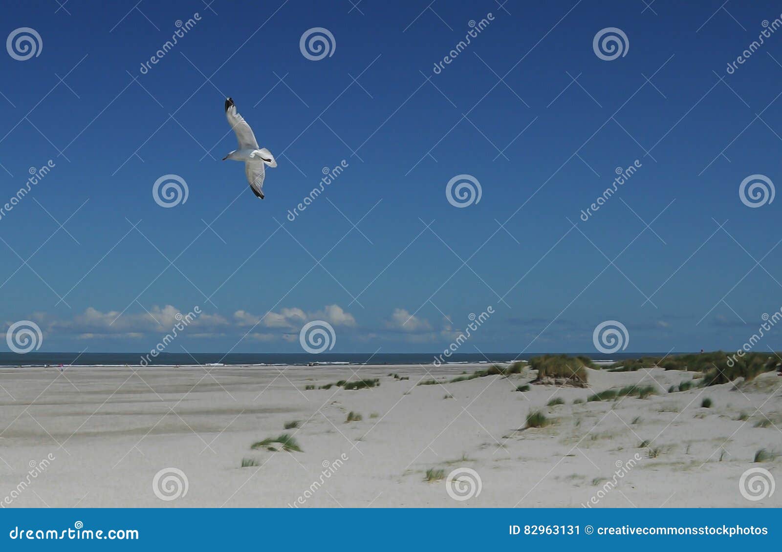 Seagull Above Beach Picture. Image: 82963131