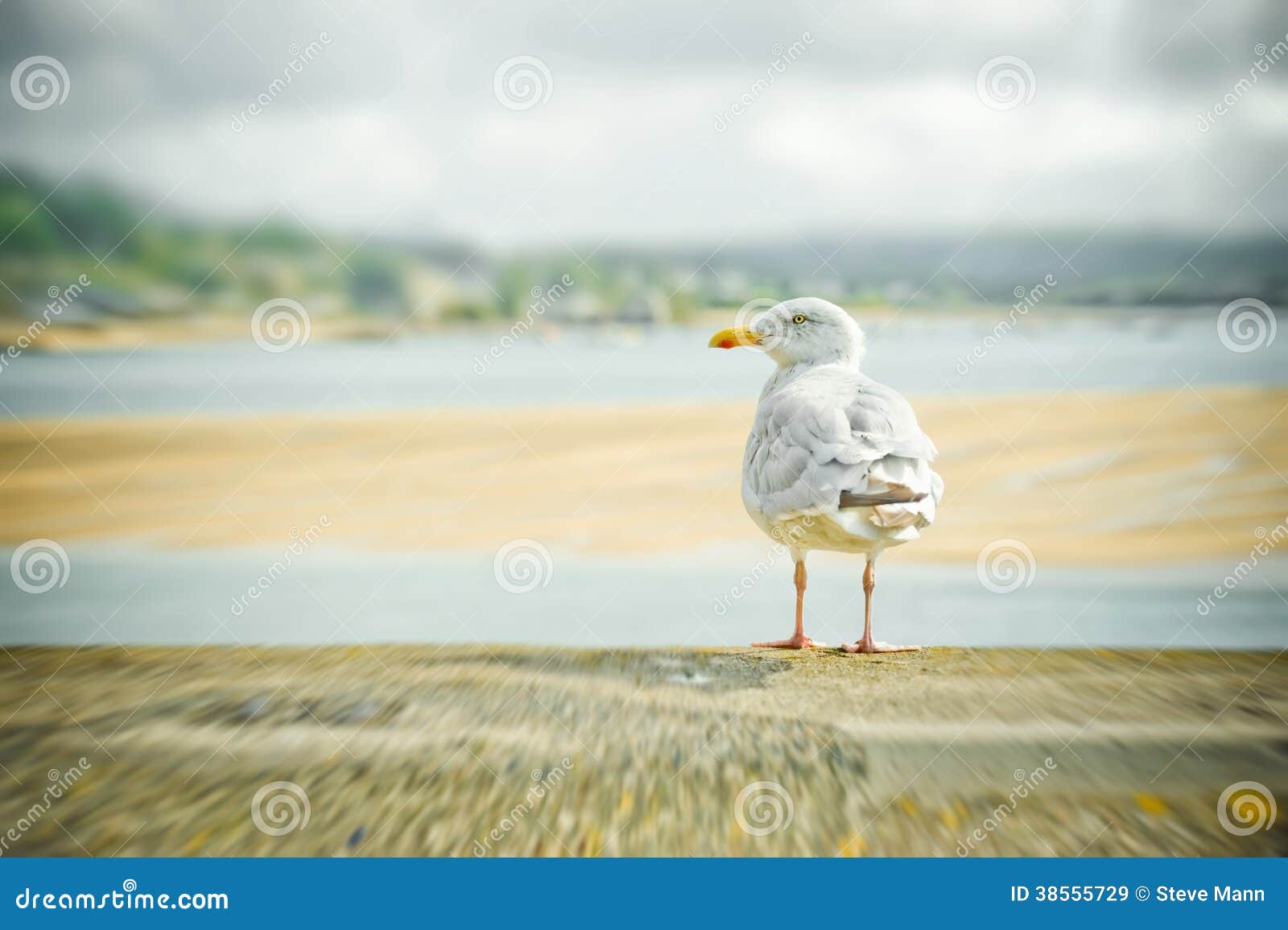 Seagull abstract stock image. Image of seagulls, bird - 38555729