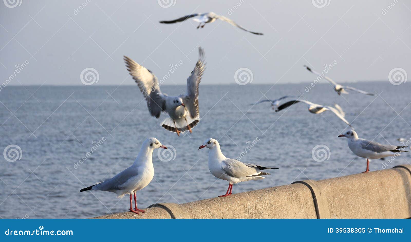 Seagull Action Swoop Down on Pillar Stock Image - Image of ocean ...
