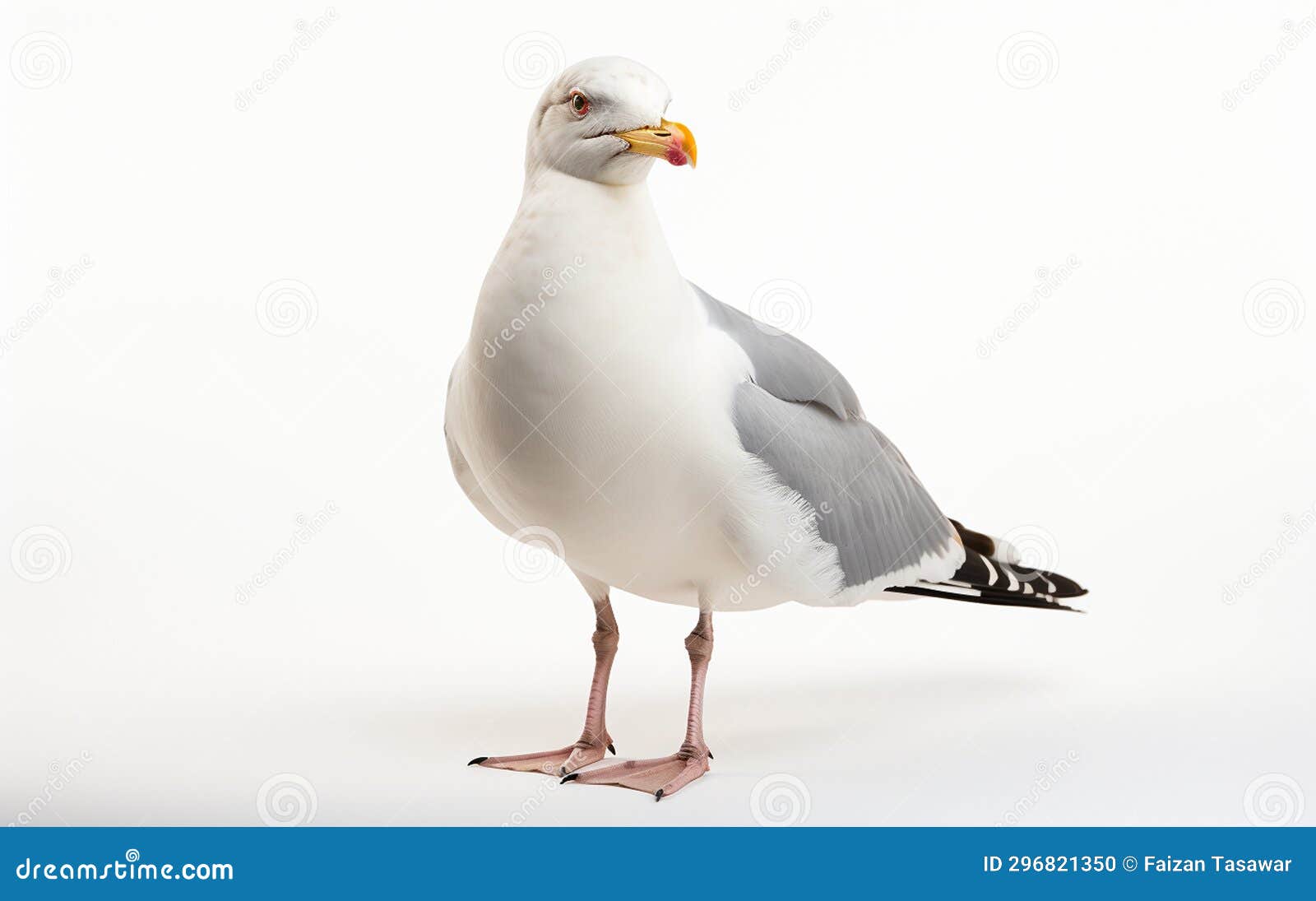 Seagull Against the White Background -Generative Ai Stock Illustration ...