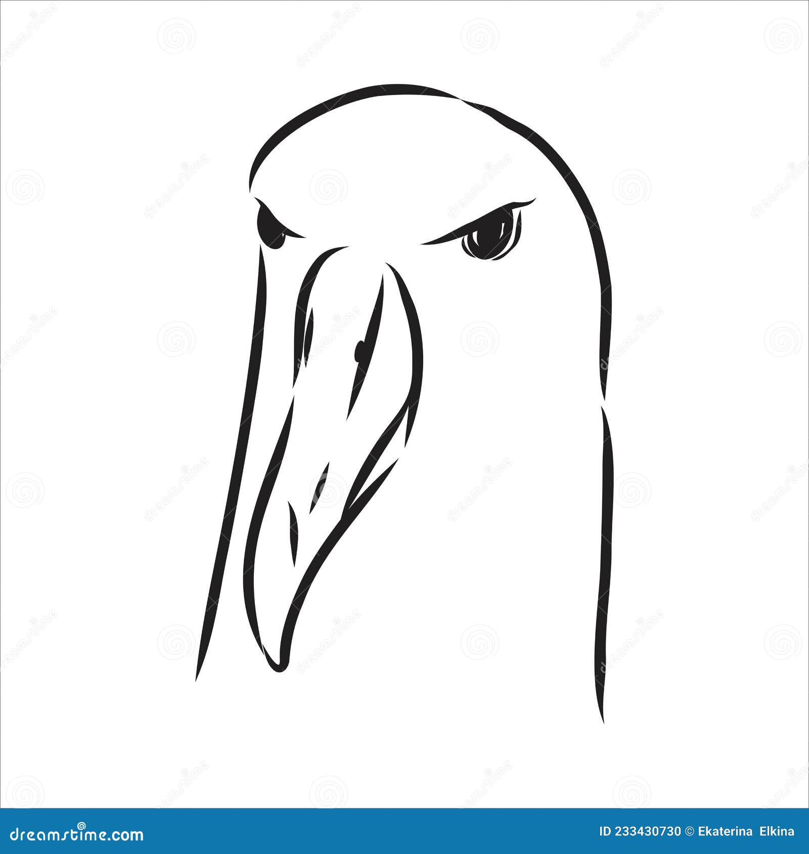 Albatross Drawing Illustration On White | CartoonDealer.com #58204034