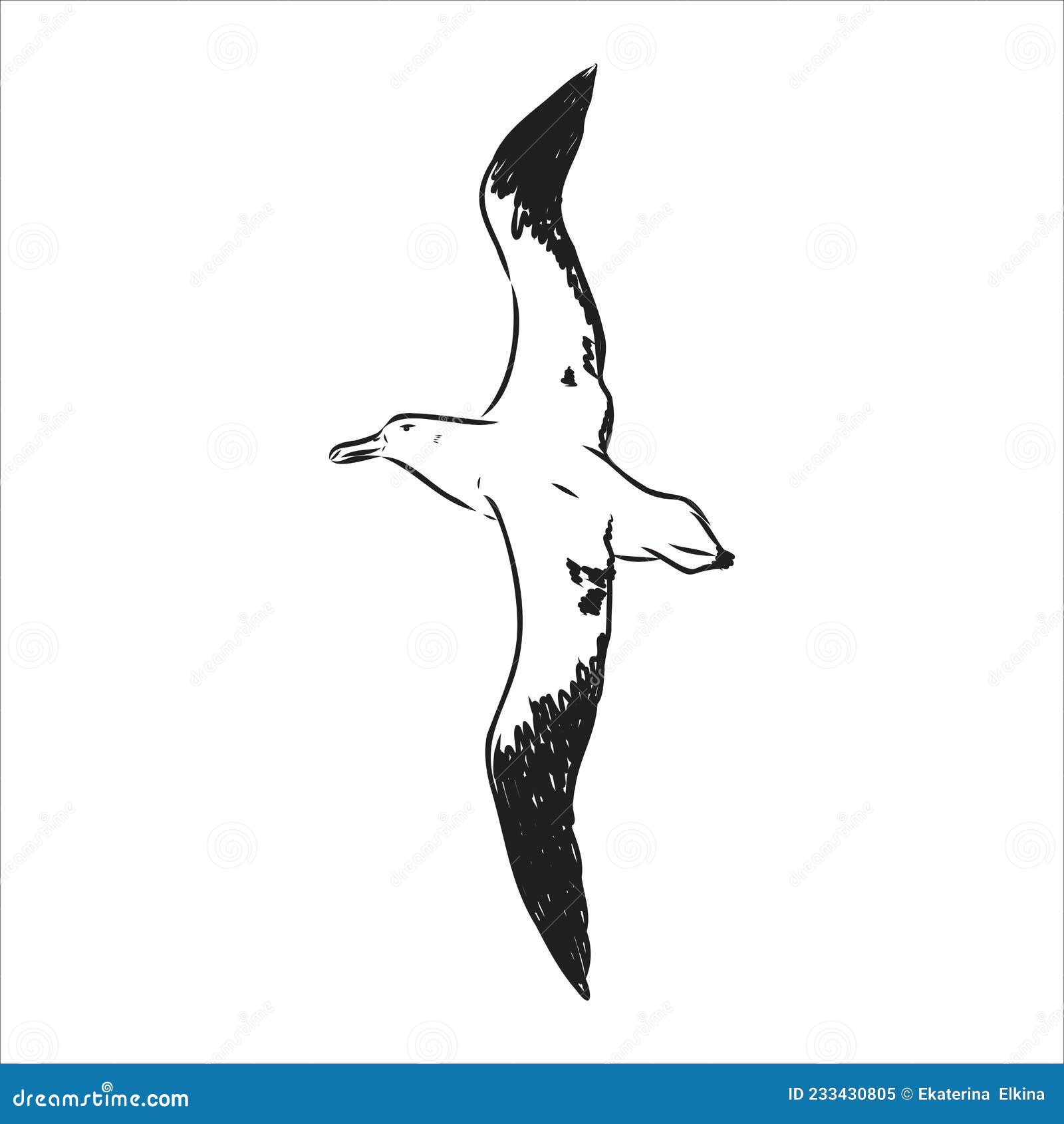 Seagull Albatross Bird in Flight with Open Wings Sketch Vector Graphics ...