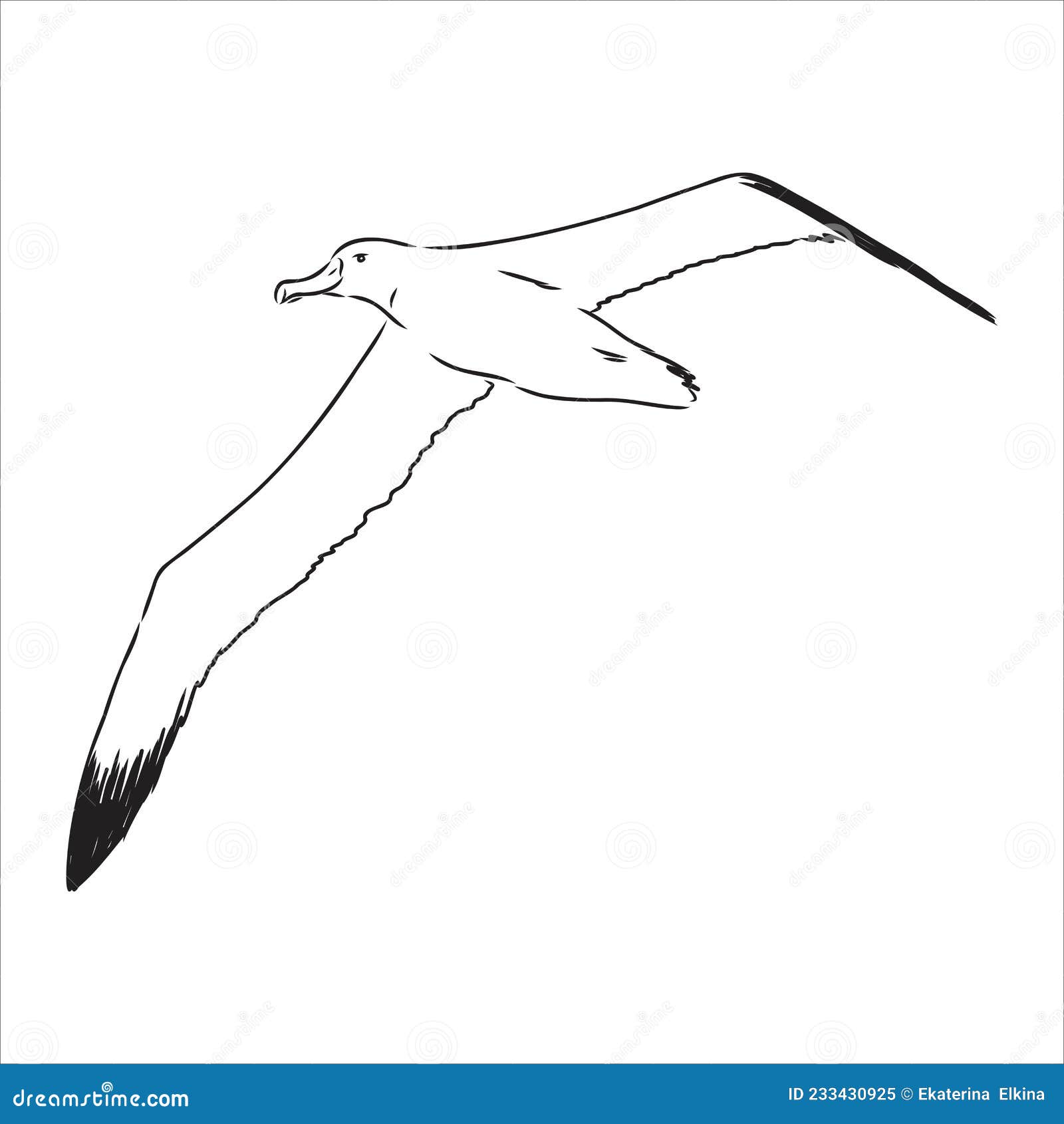 Albatross Drawing Illustration On White | CartoonDealer.com #58204034