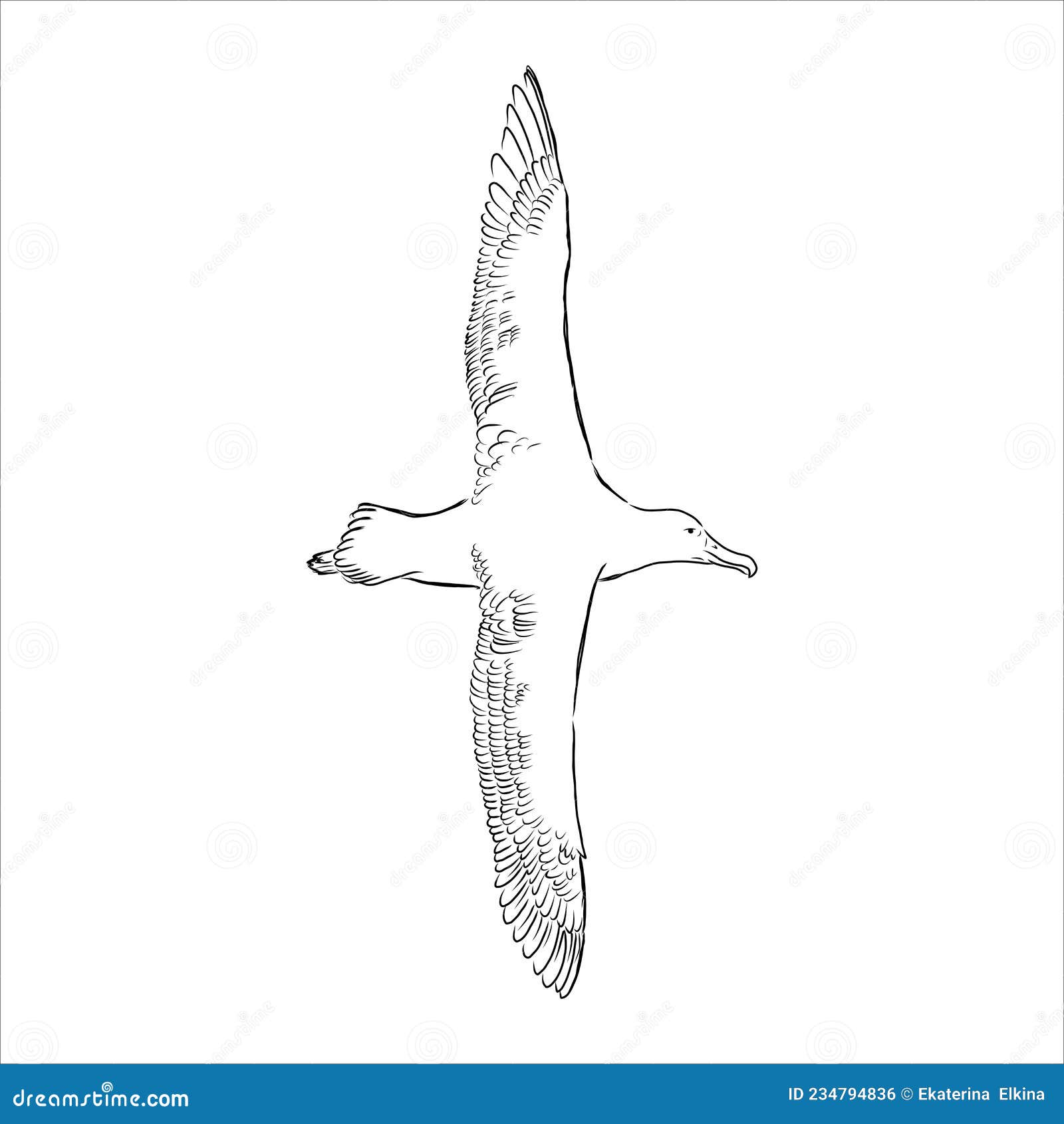 Albatross Drawing Illustration On White | CartoonDealer.com #58204034