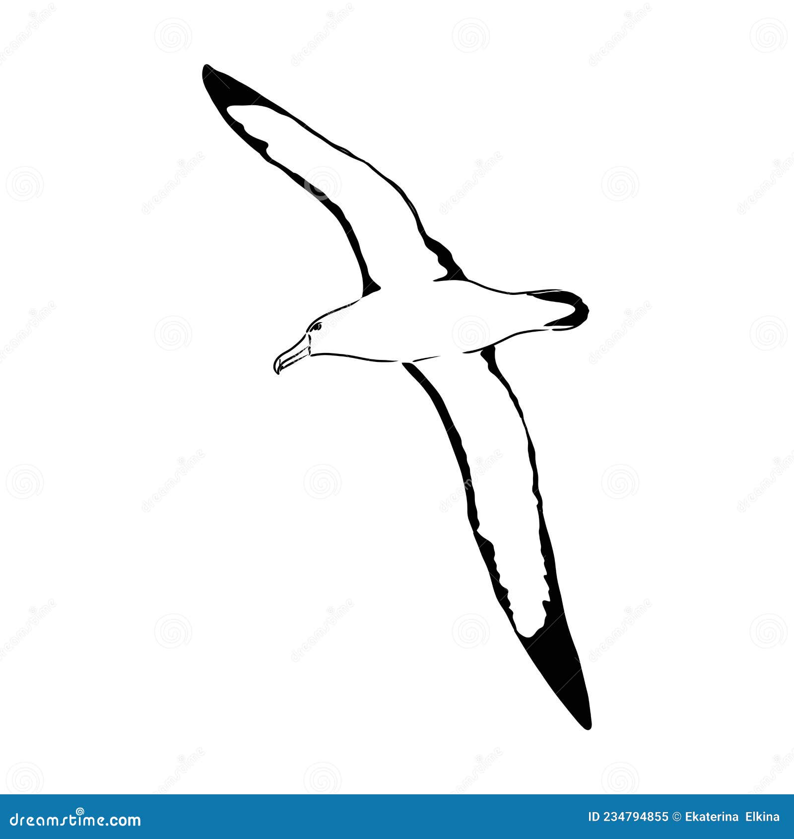 Albatross Bird Drawing