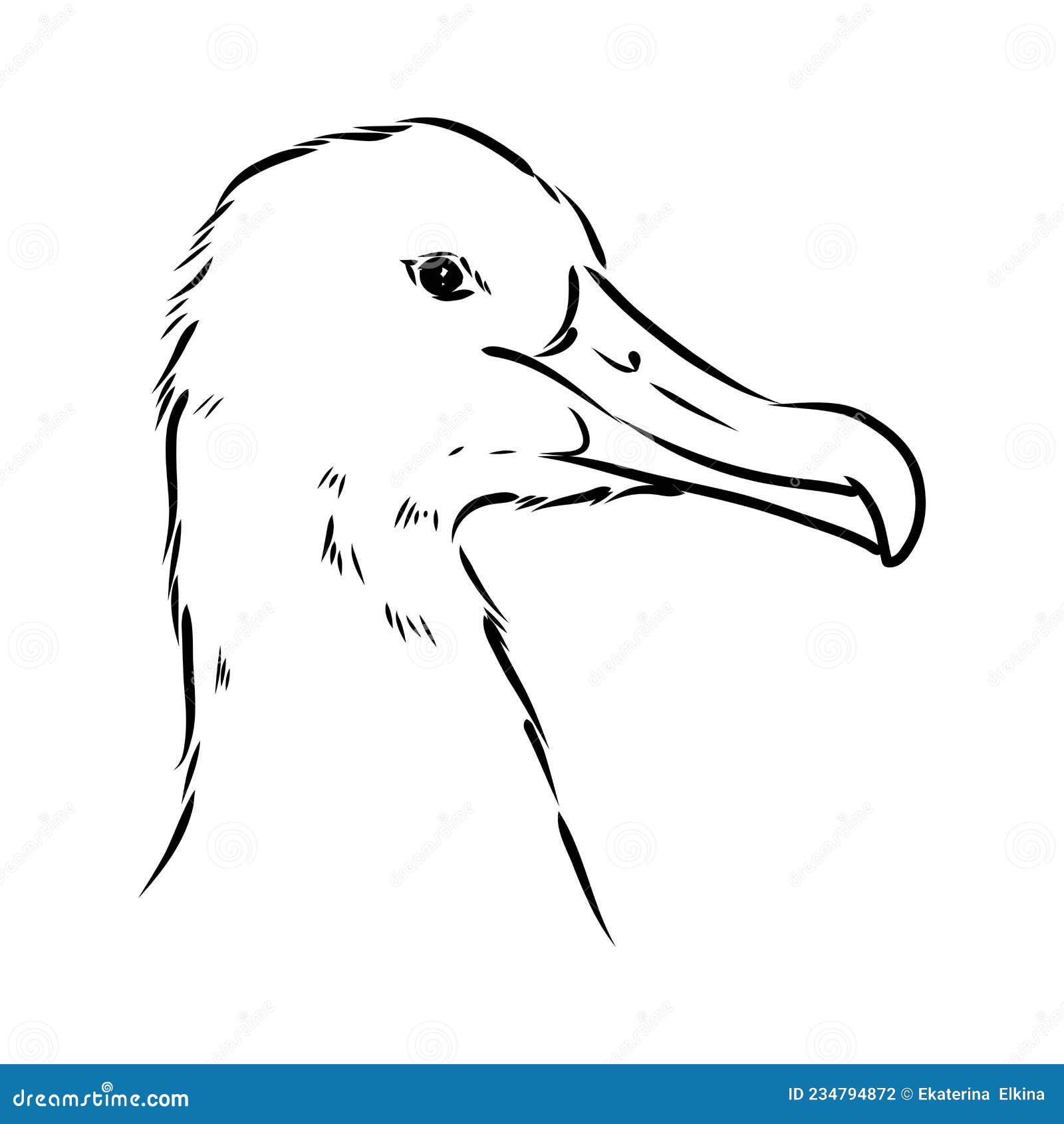 Albatross Drawing Illustration On White | CartoonDealer.com #58204034