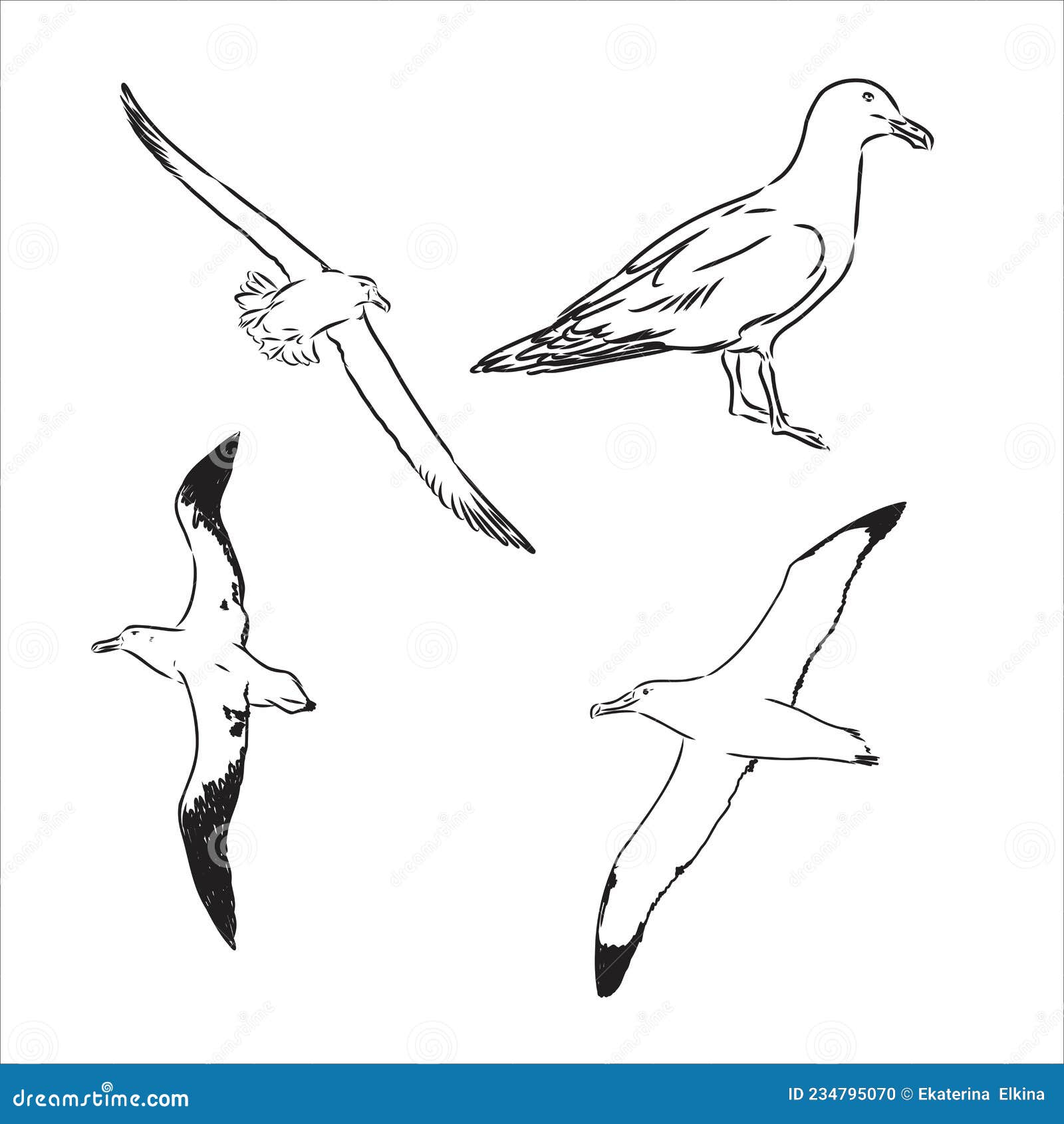 Albatross Drawing Illustration On White | CartoonDealer.com #58204034