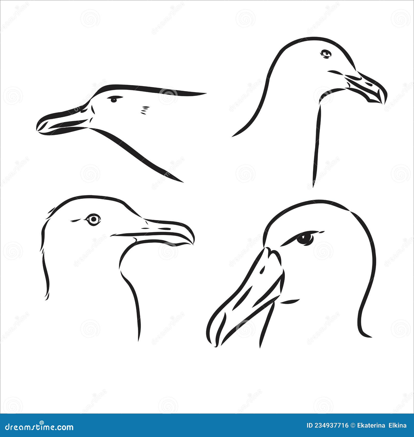 Albatross Drawing Illustration On White | CartoonDealer.com #58204034