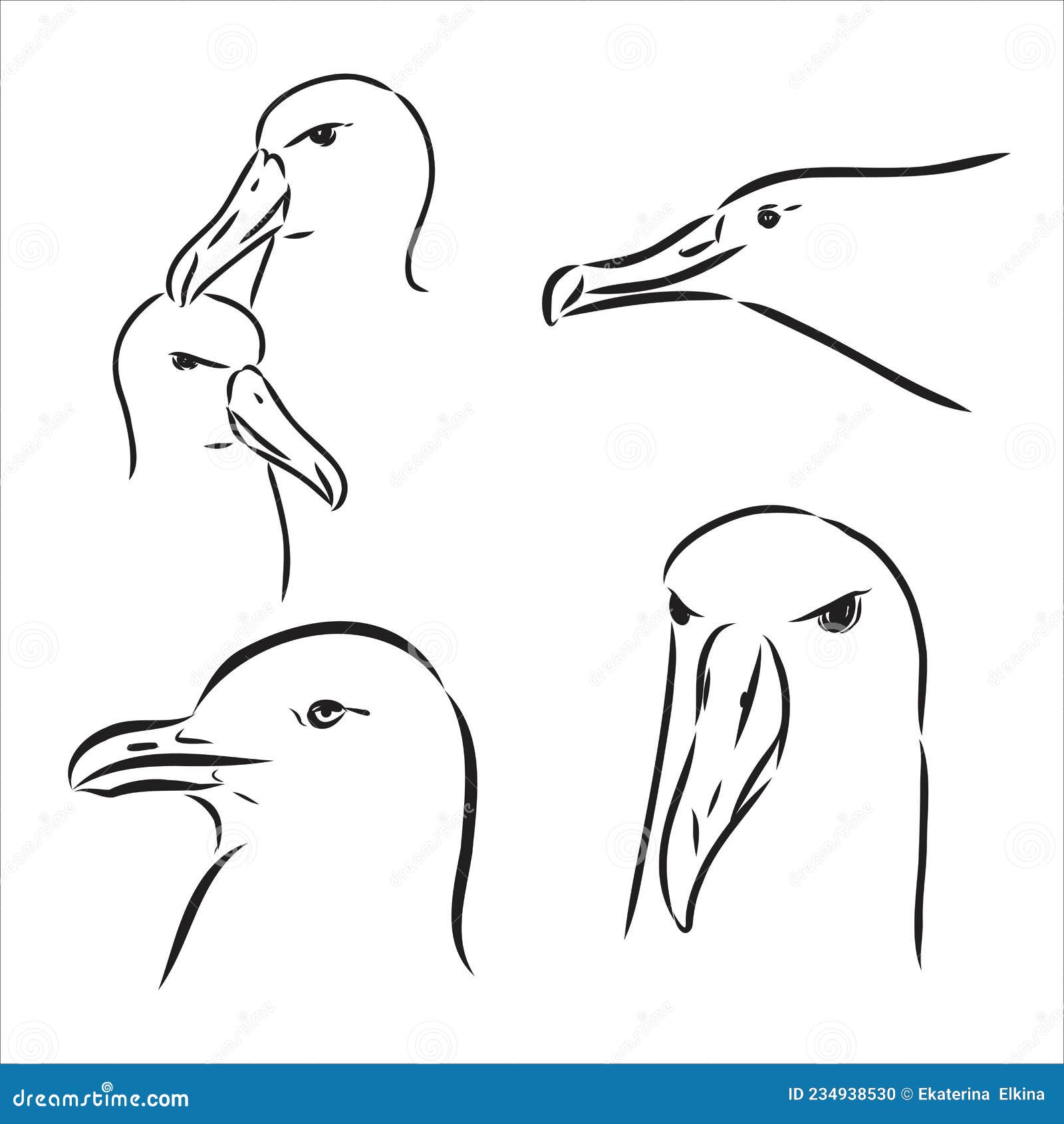 Seagull Albatross Bird in Flight with Open Wings Sketch Vector Graphics ...