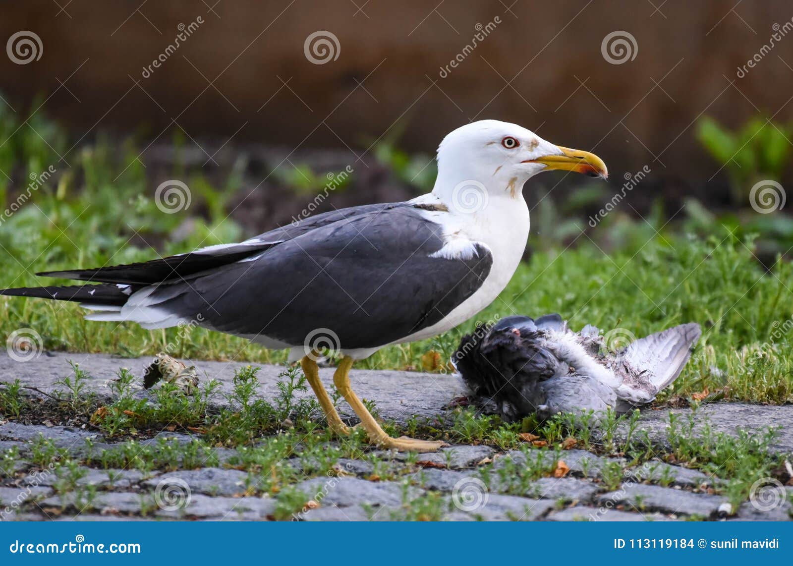 Seagull stock photo. Image of avian, kill, oslo, predator - 113119184