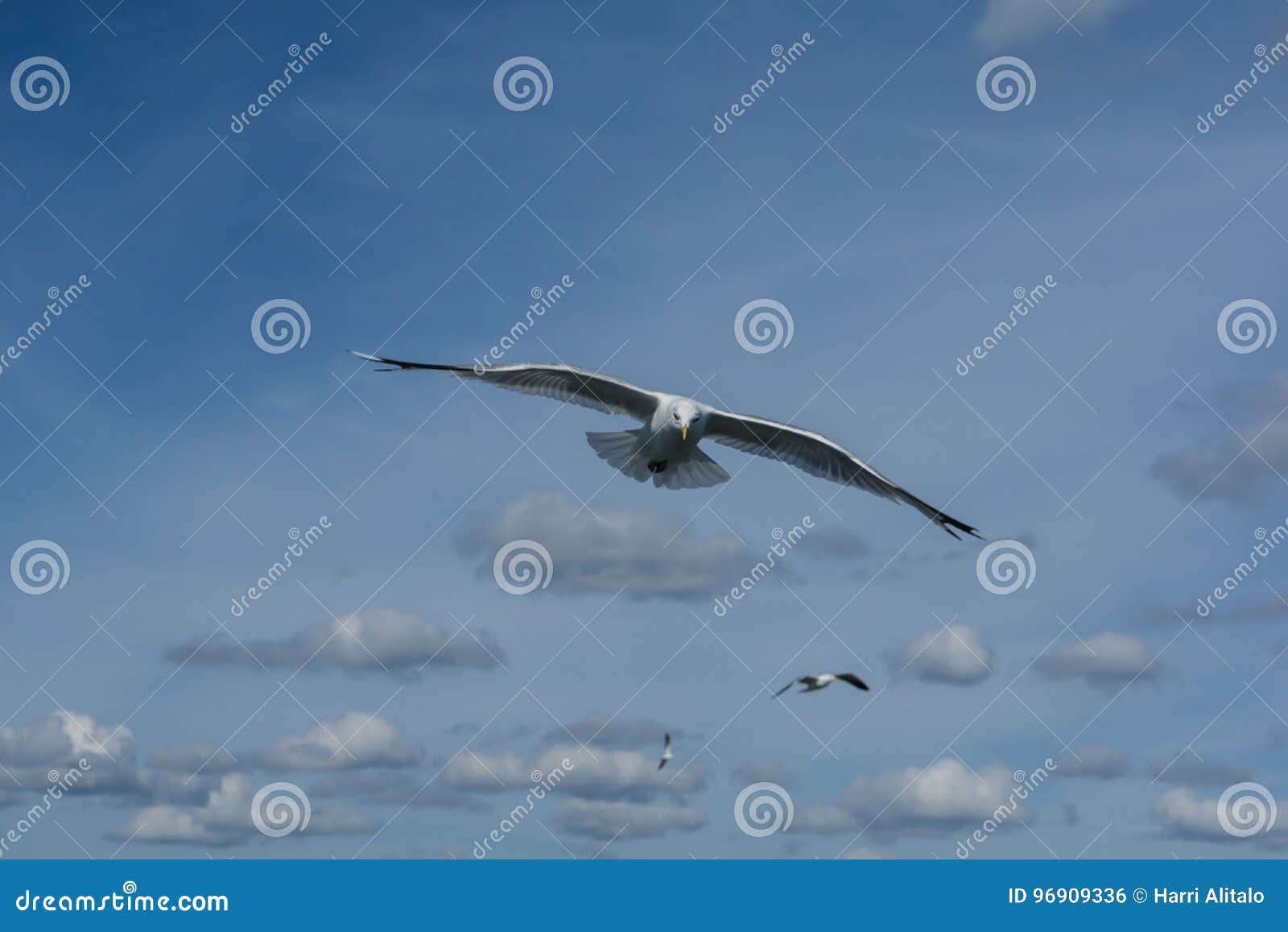 Seagull attack stock photo. Image of seagull, attack - 96909336