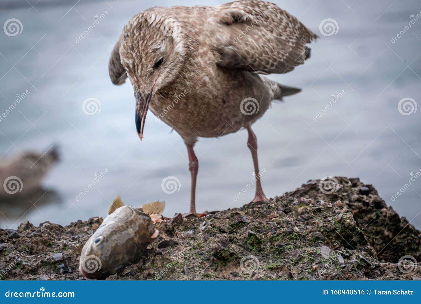 Seagull Attacking a Fish Head for Food Stock Photo - Image of feather ...