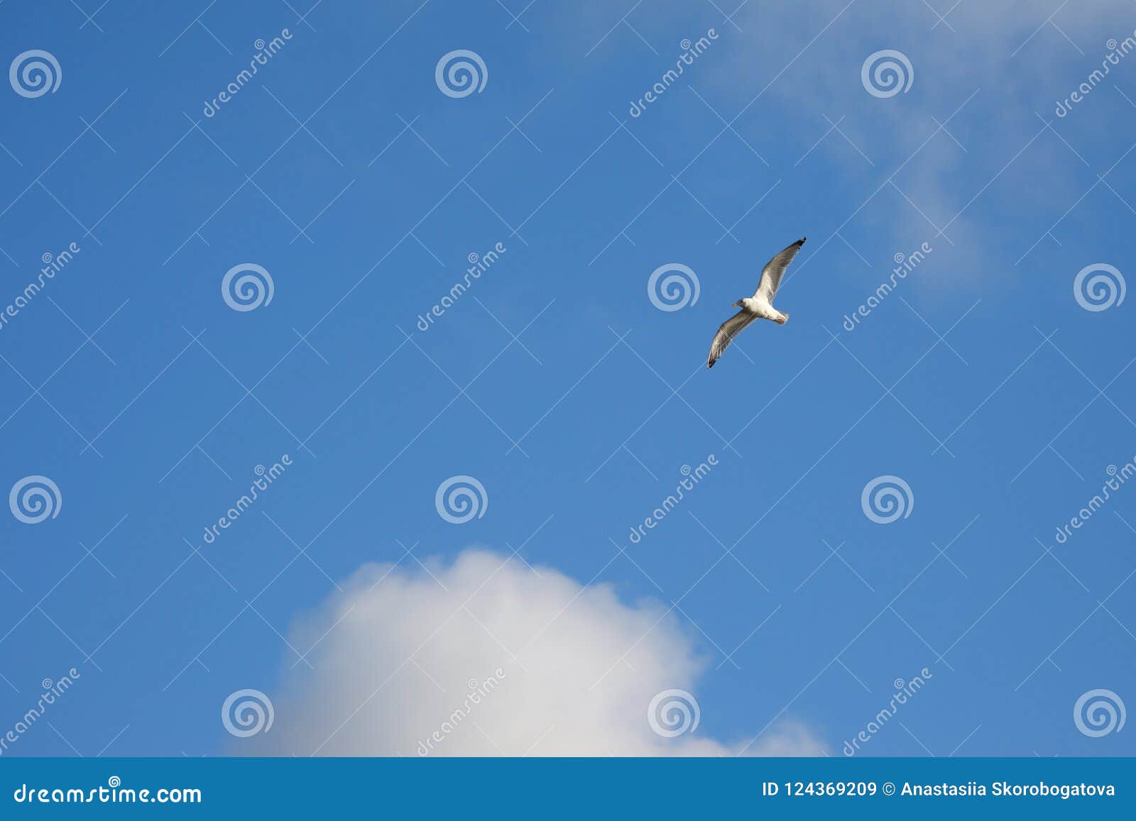 Seagull on the Background of a Blue Sky Stock Image - Image of seabird ...