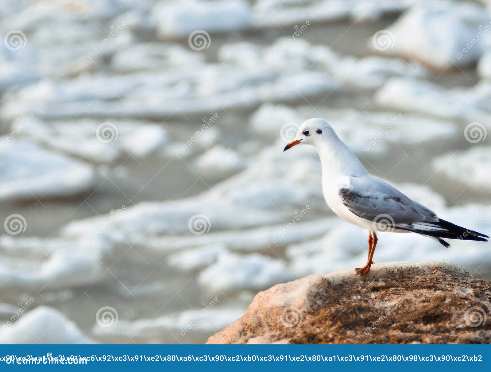Seagull stock photo. Image of background, winter, floe - 65501960