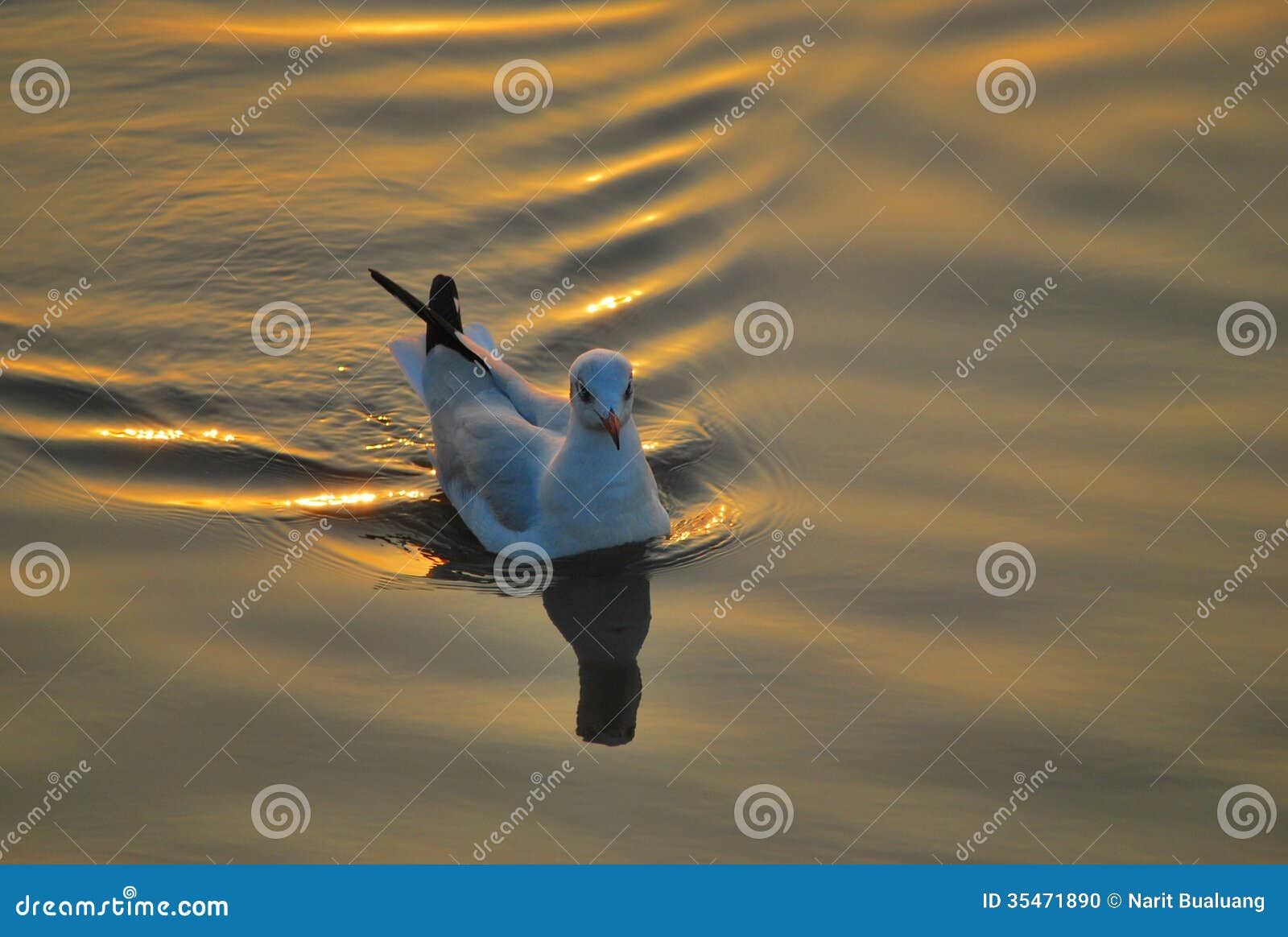 Seagull stock photo. Image of light, surf, journey, shore - 35471890