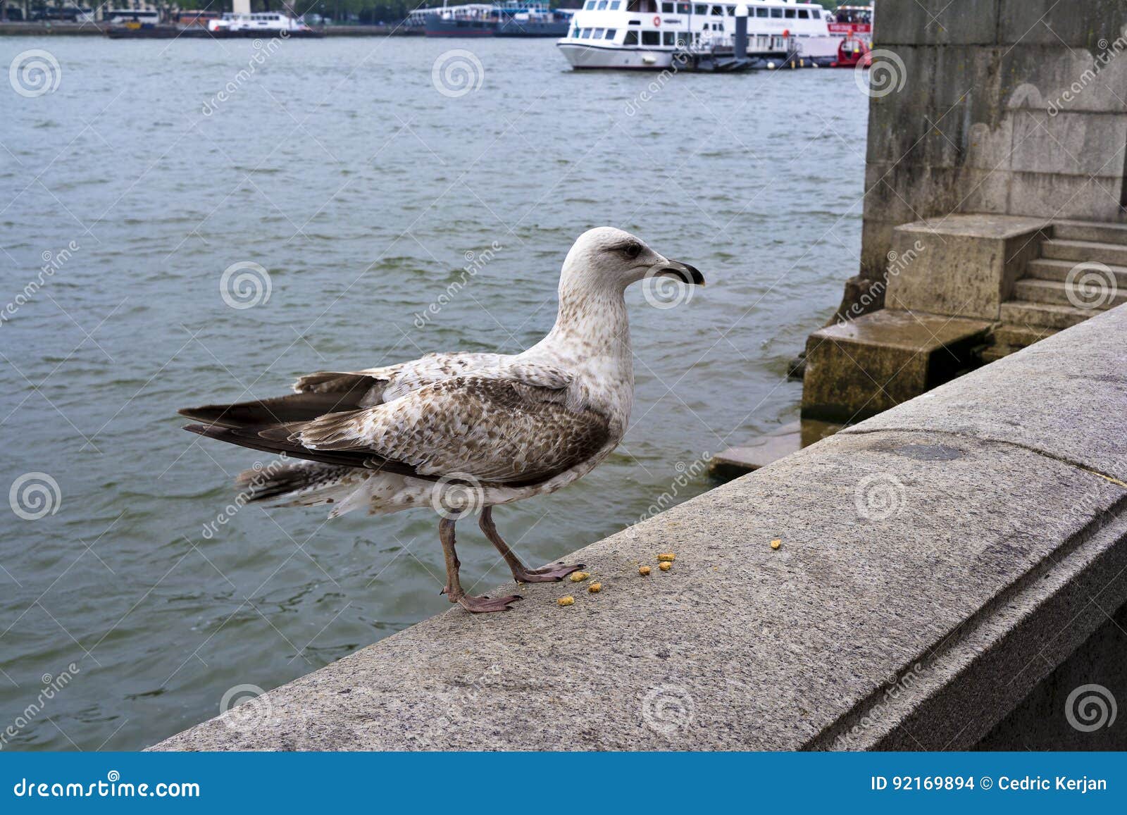 Seagull stock photo. Image of seagull, london, travel - 92169894