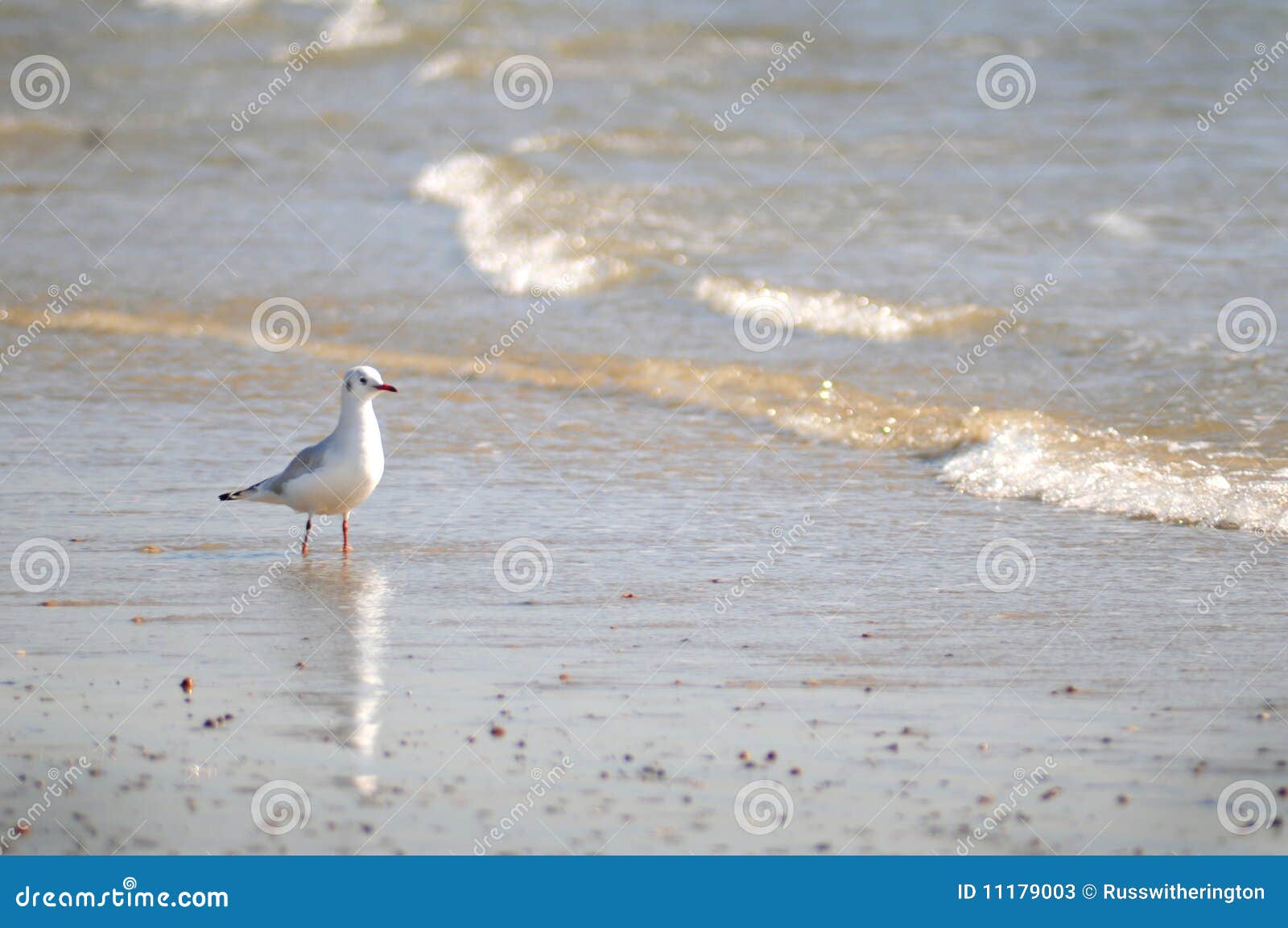 Seagull on beach stock image. Image of gull, coast, holiday - 11179003