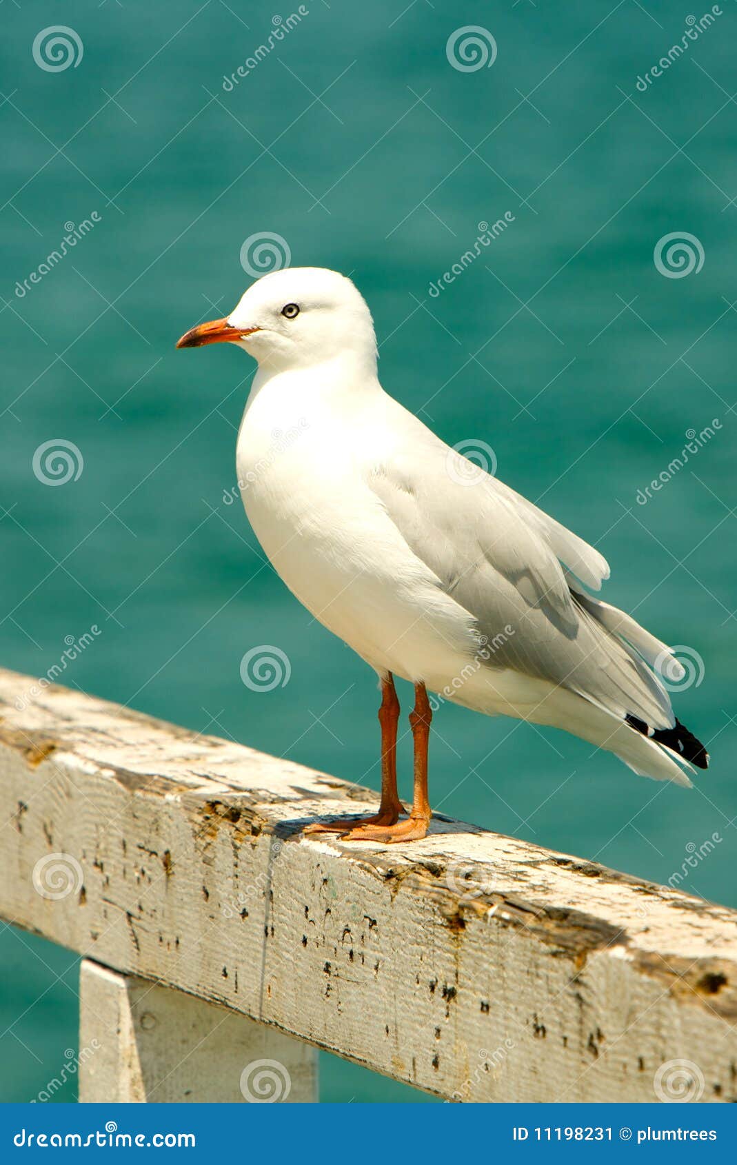 Seagull at the beach stock image. Image of feather, animals - 11198231