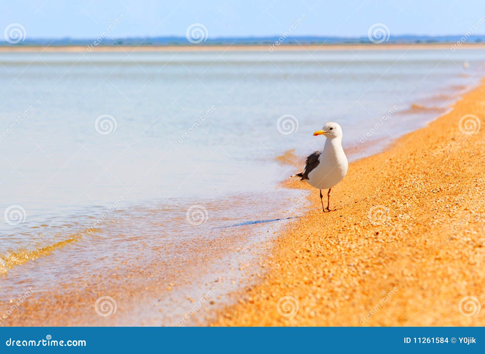 Seagull on beach stock photo. Image of orange, stroll - 11261584